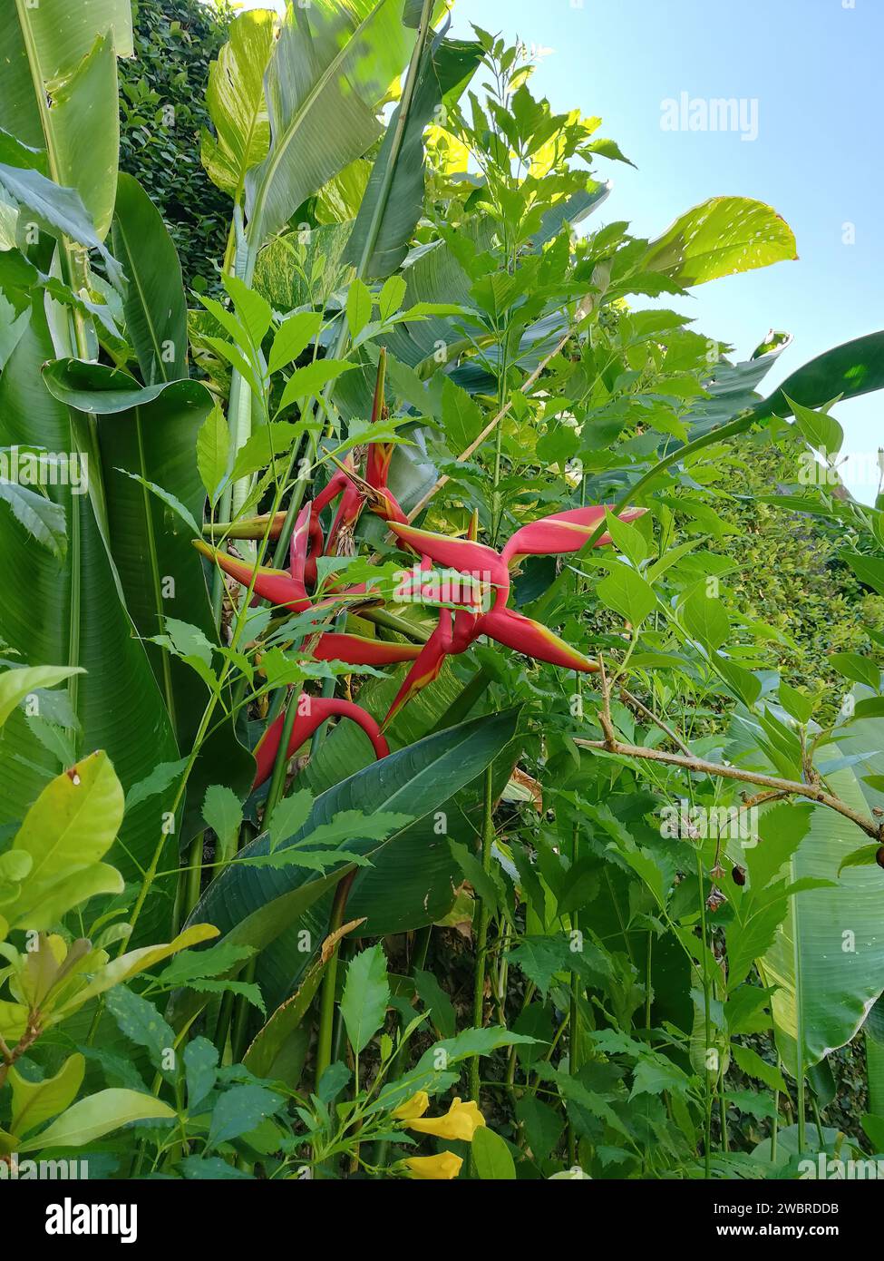 View of a Hanging Palu grown in nature Stock Photo - Alamy