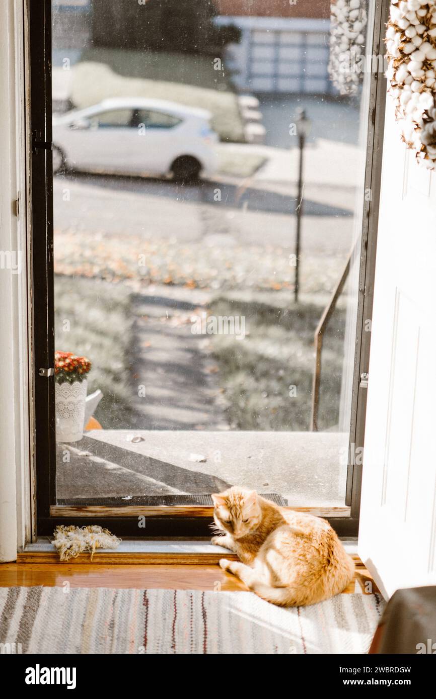 Suburban cat hi-res stock photography and images - Alamy