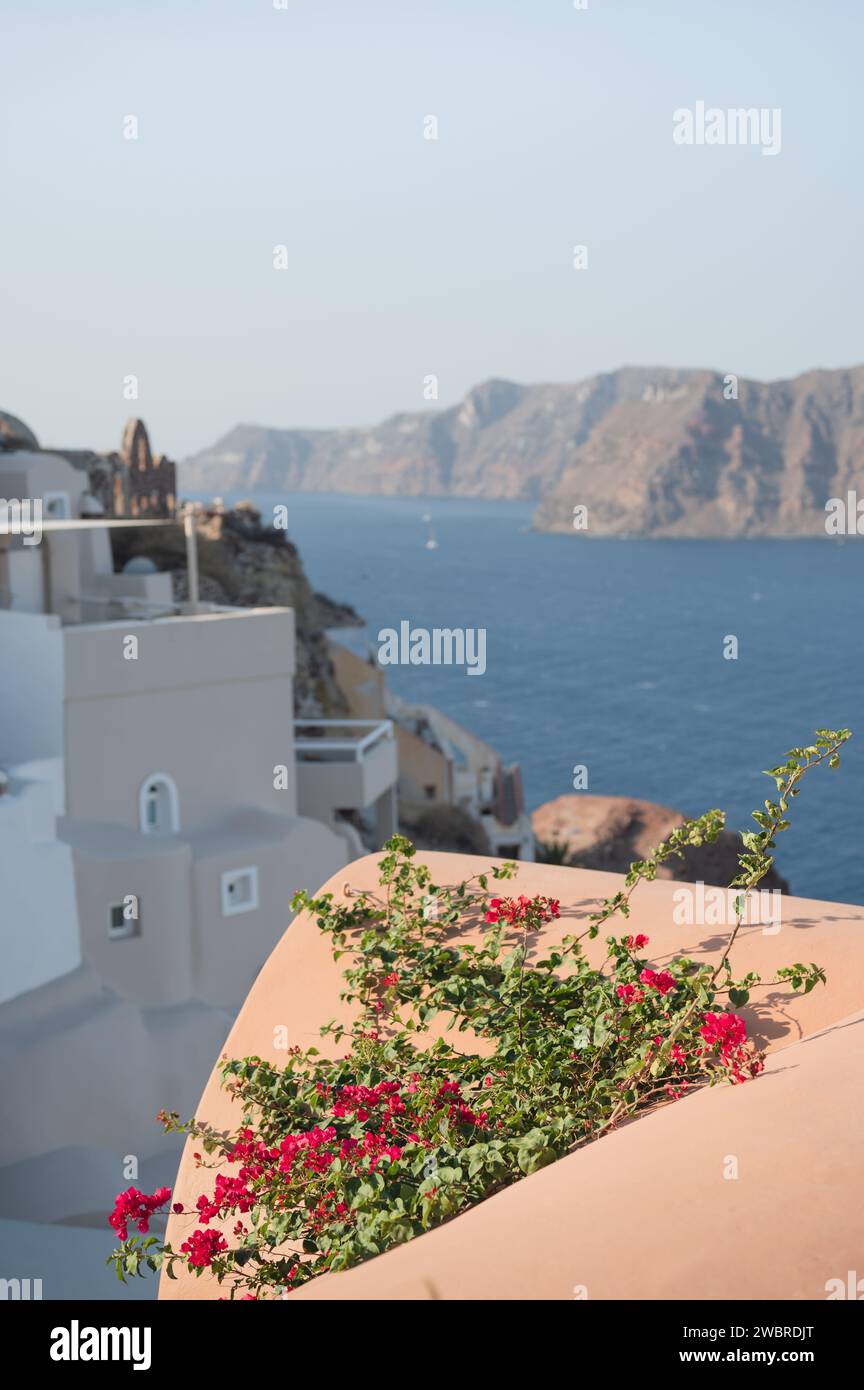 Bougainvillea growing on rooftop along the Santorini coast in Oia Stock ...