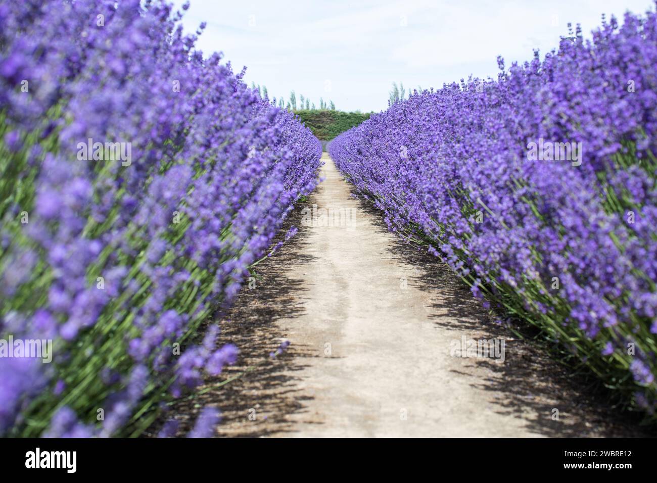 Lavender field. Beautiful lavender landscape. Nature, travel Stock ...