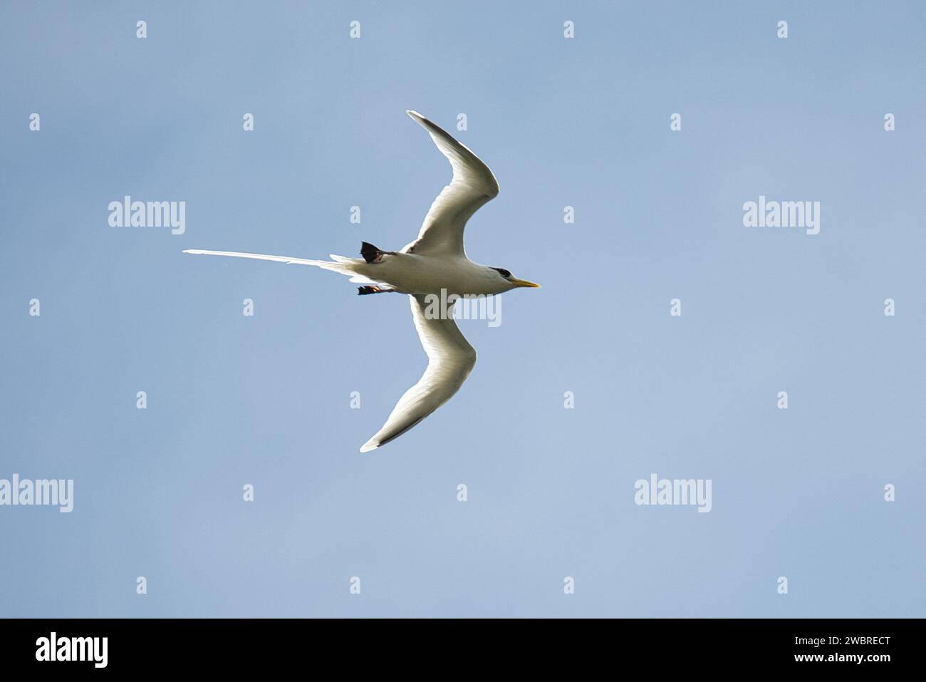 White tailed tropic bird, native to the Seychelles, flying un sunny day ...