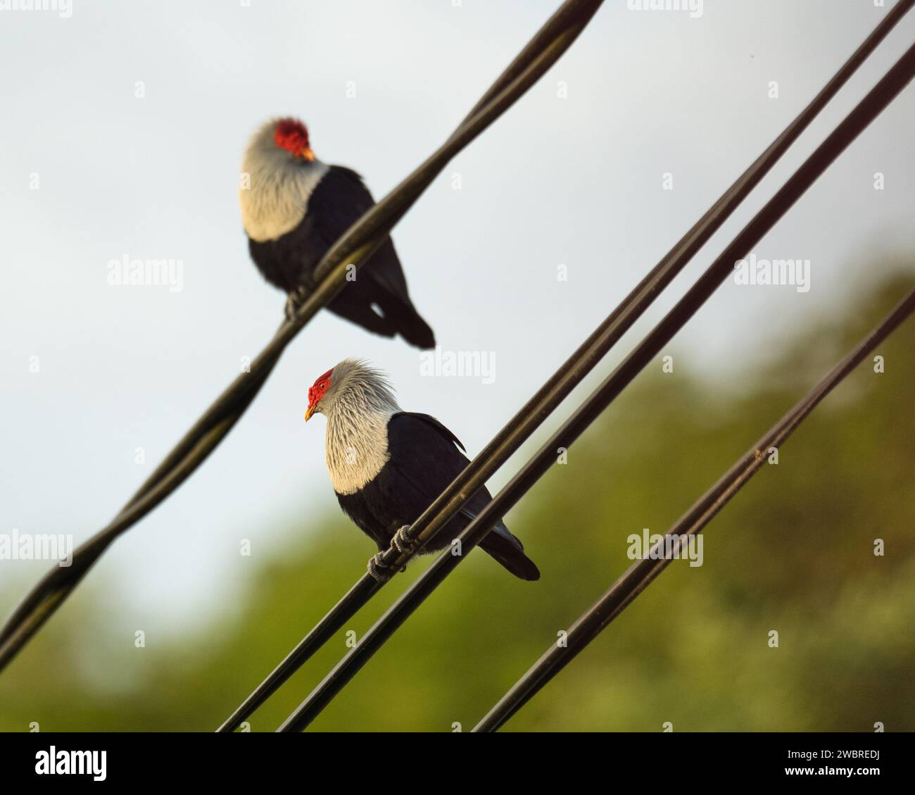 Seychelles endemic blue pigeons on electric cables in the evening Stock ...