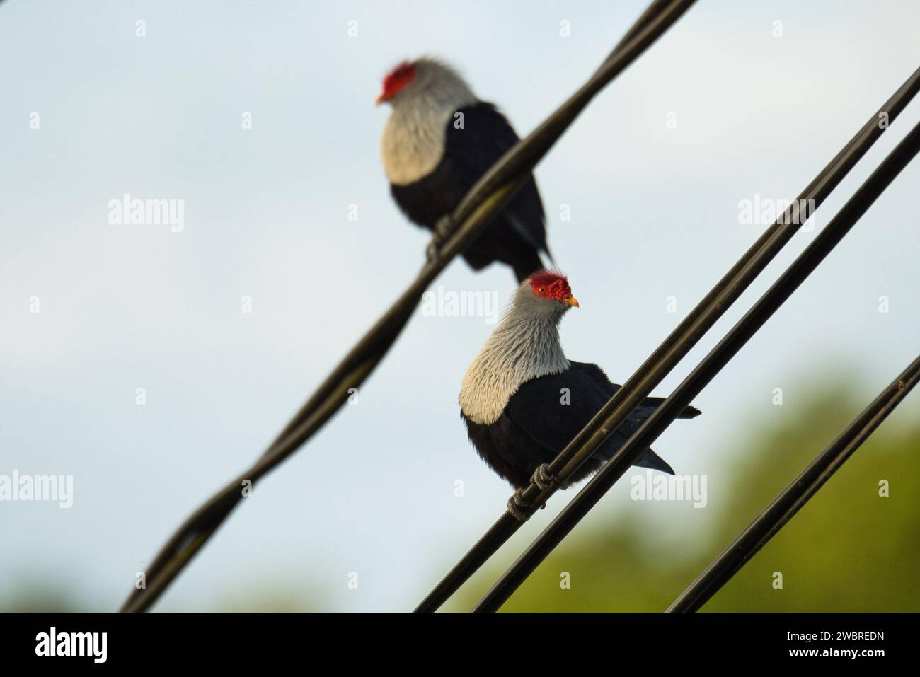 Seychelles endemic blue pigeons on electric cables in the evening Stock ...