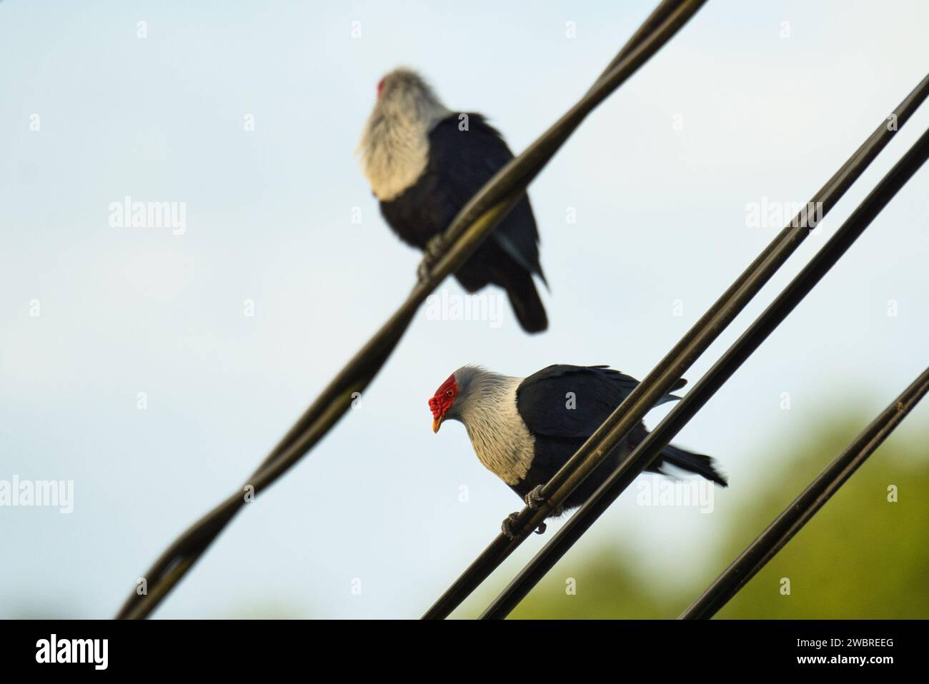 Seychelles endemic blue pigeons on electric cables in the evening Stock ...