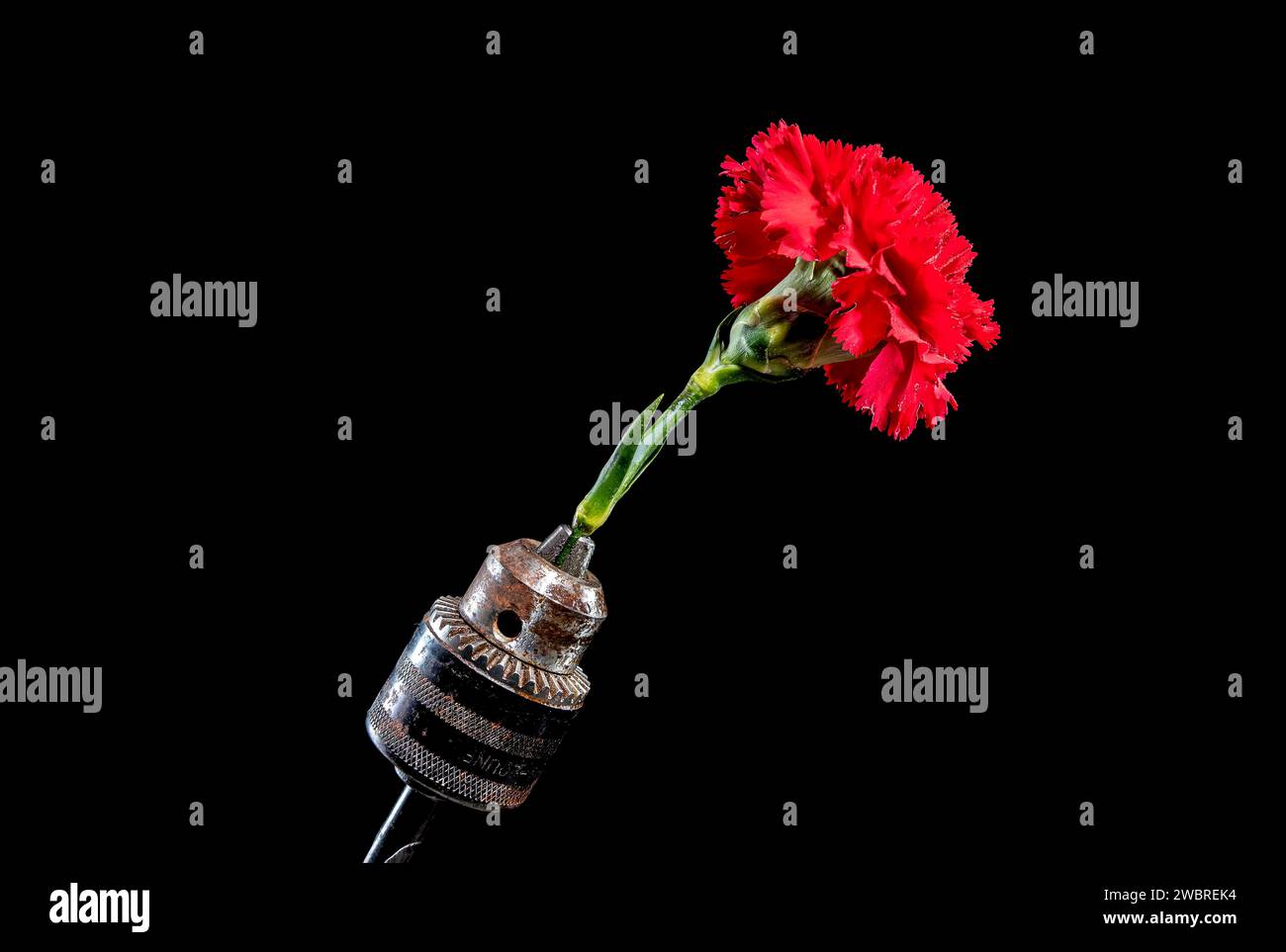 Creative still life with old rusty drill head and red carnation on a ...