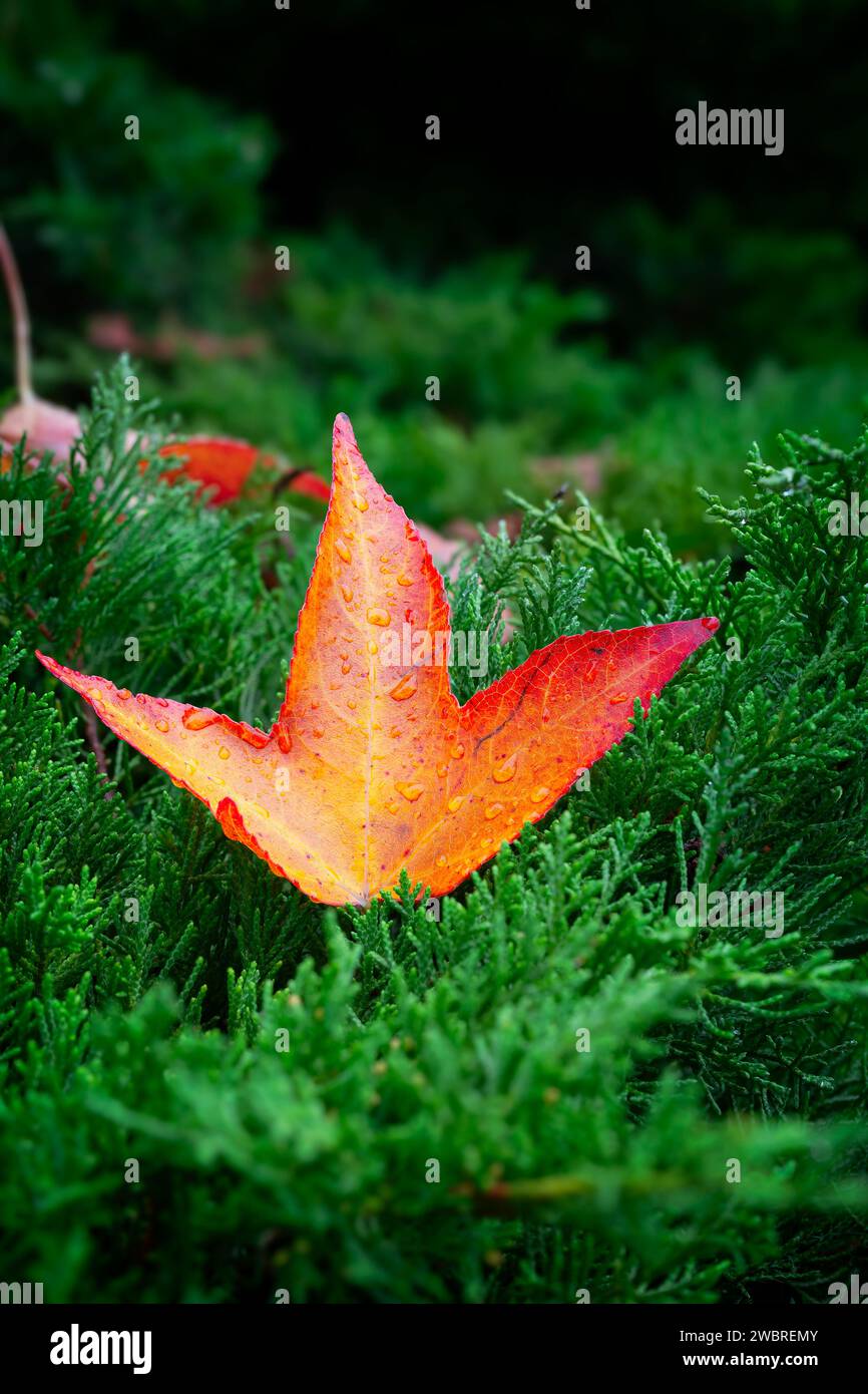 Amber leaf hi-res stock photography and images - Alamy