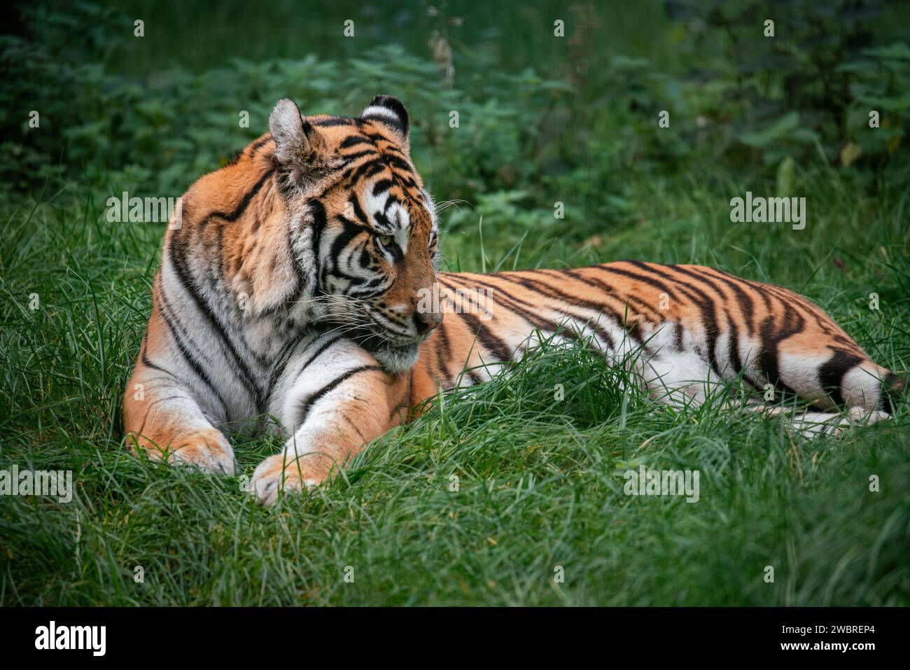 Bengal tiger lying on the grass Stock Photo - Alamy