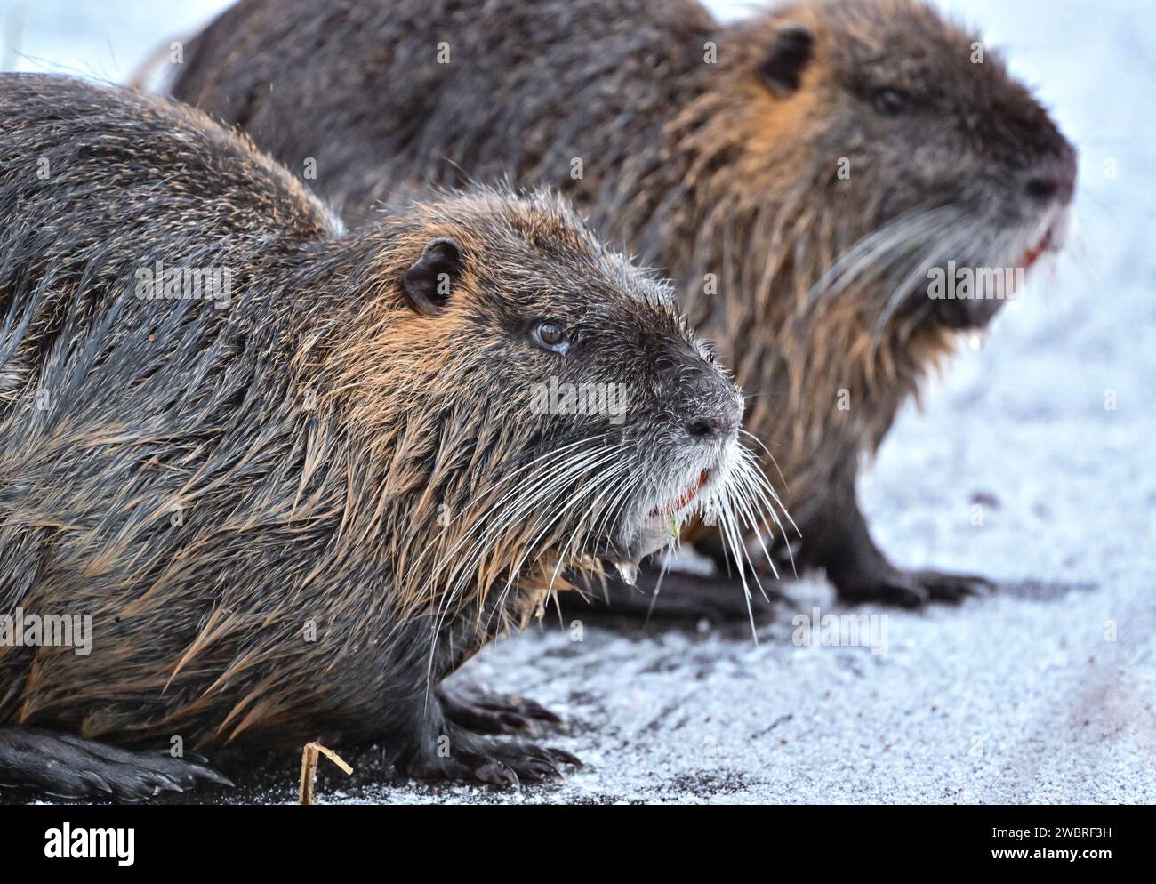 12 January 2024, Brandenburg, Falkenhagen: Two nutria (Myocastor coypus ...