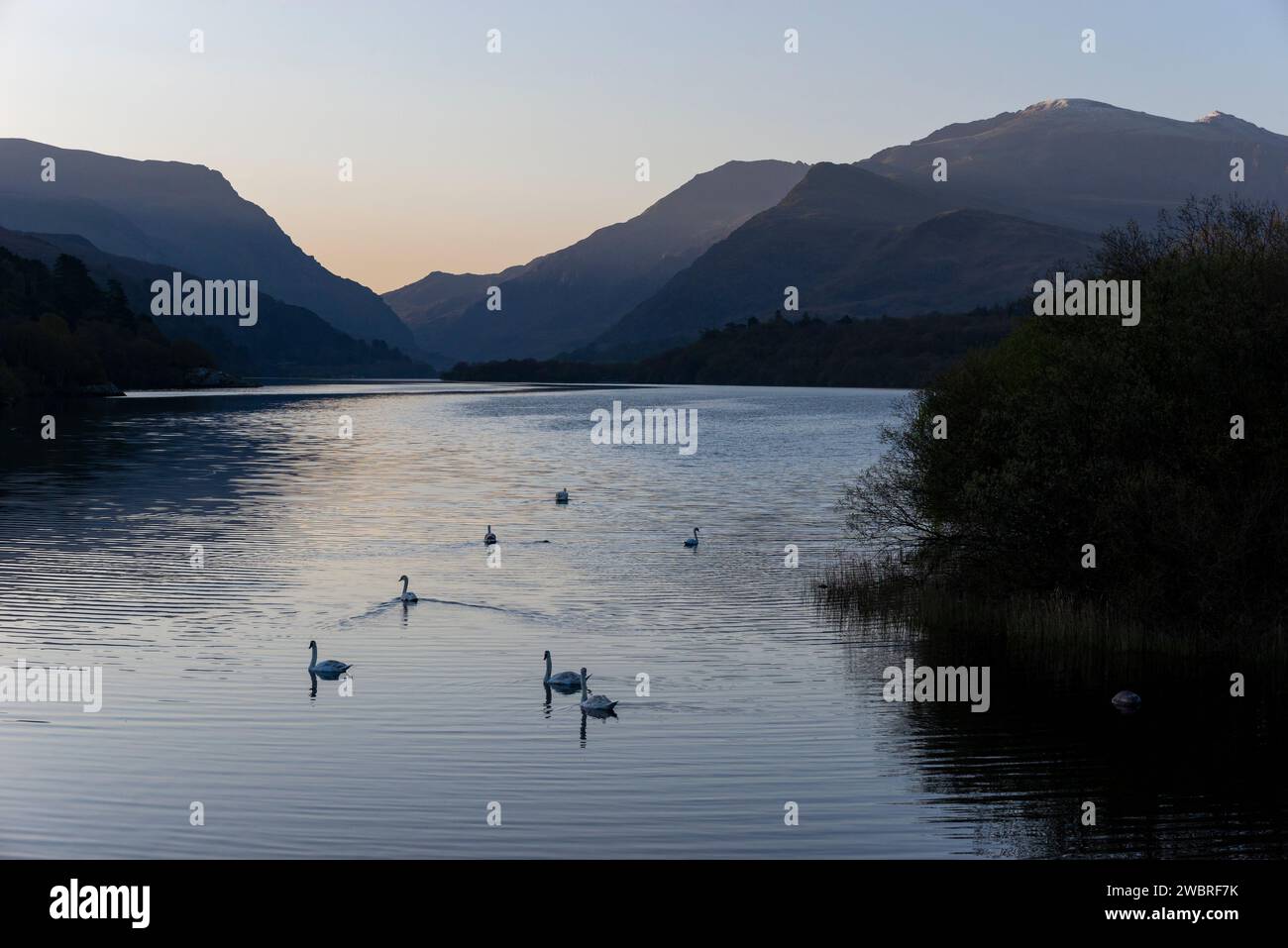 Swans swimming in the water of Llyn Padarn at Llanberis on a beautiful ...