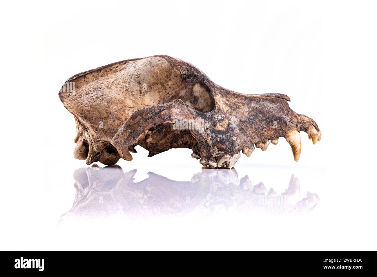 real dog skull photography isolated on white background Stock Photo - Alamy