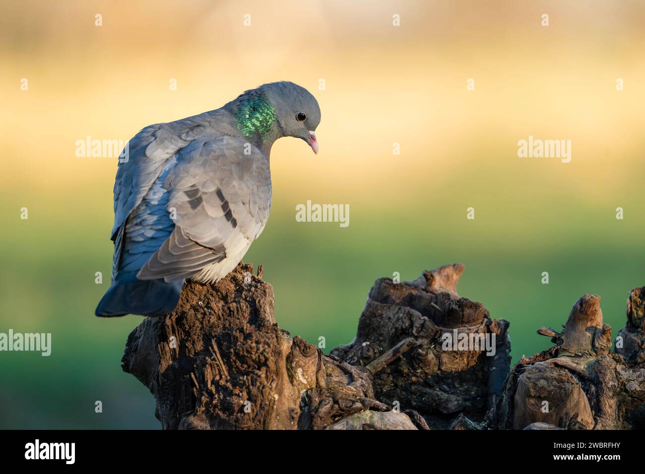 stock dove, Columba oenas Stock Photo - Alamy