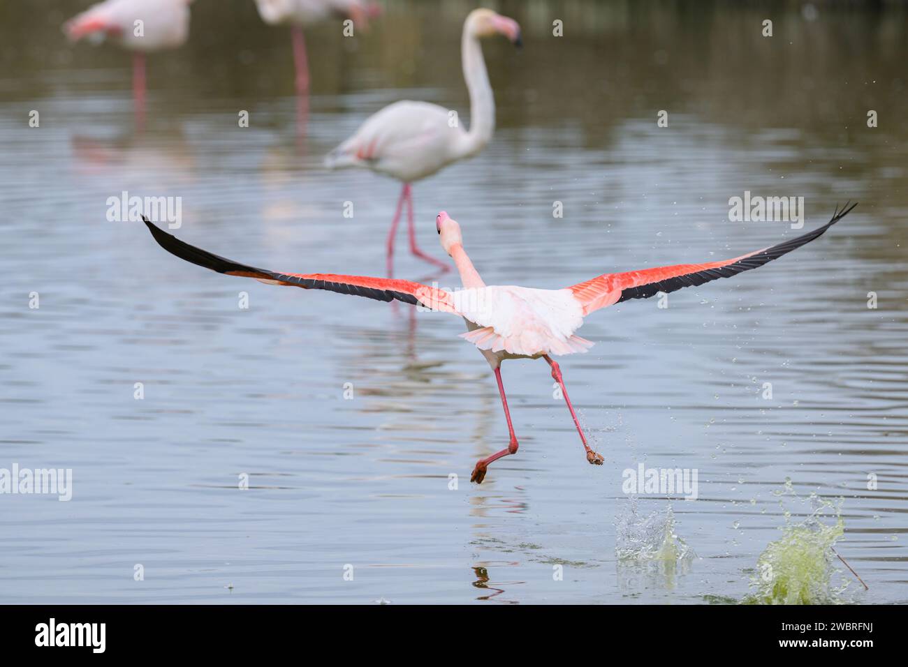 A Greater Flamingo running for take off, morning in springtime ...