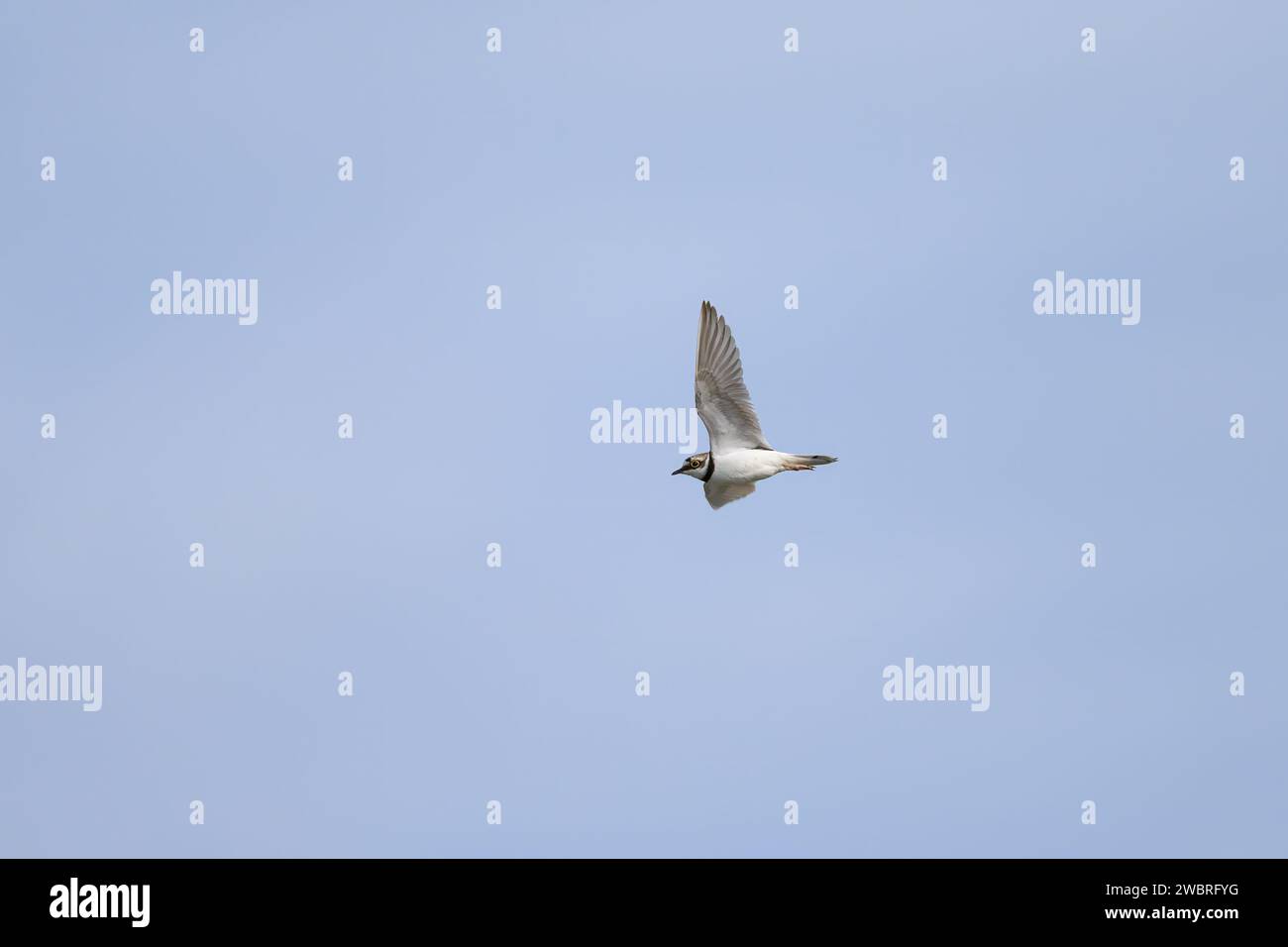 A Little Ringed Plover in flight on the beach, sunny day in summer ...