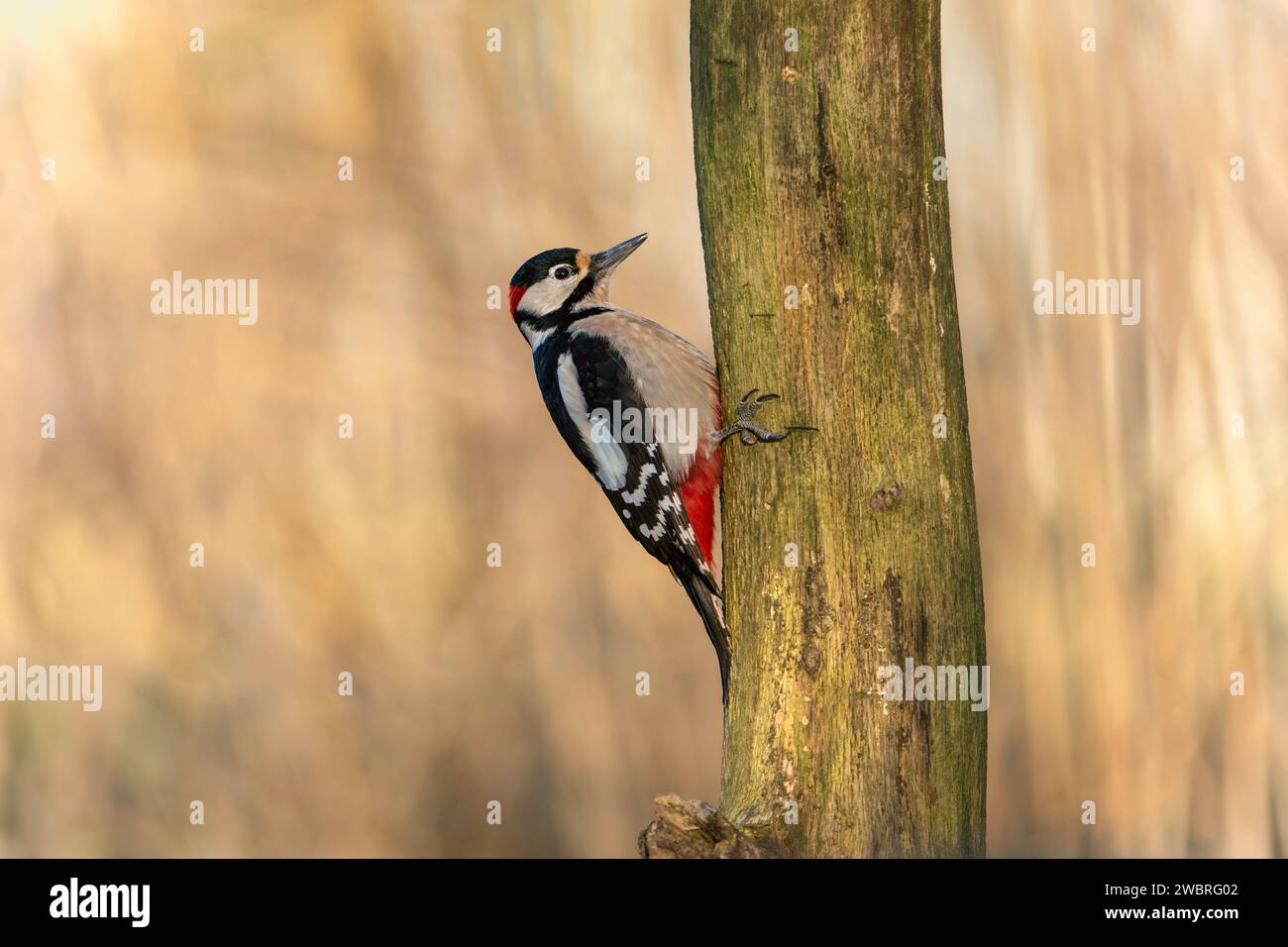 male, great spotted woodpecker, Dendrocopos major Stock Photo - Alamy