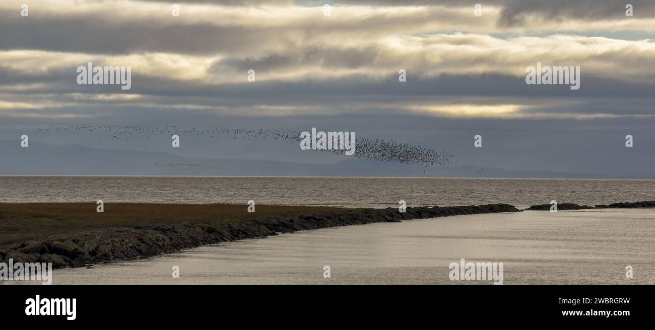 A flock of birds flying in formation off the coast of Barrow In Furness ...