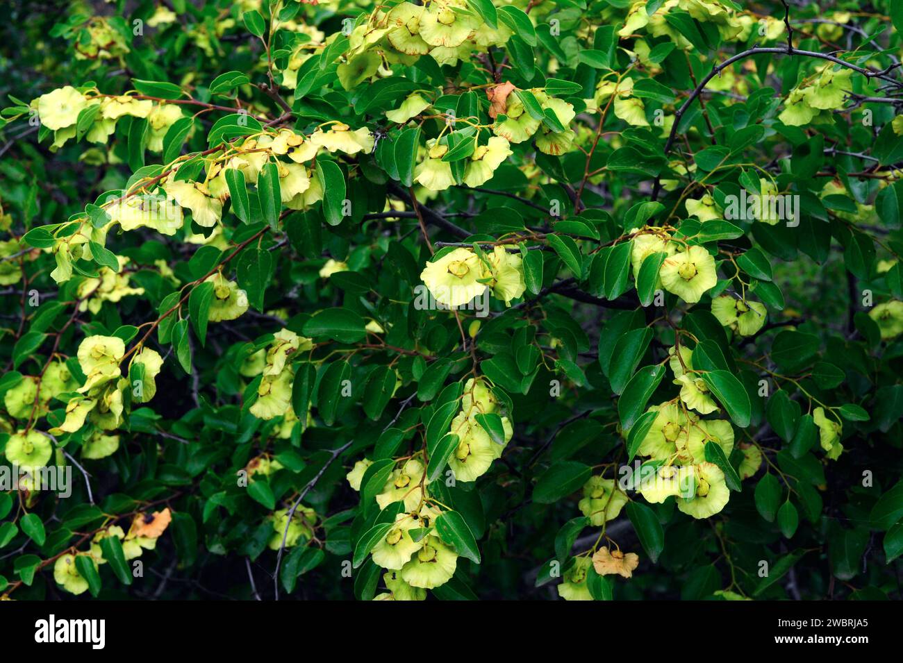 Christ's thorn (Paliurus spina-christi) is a deciduous shrub native to ...