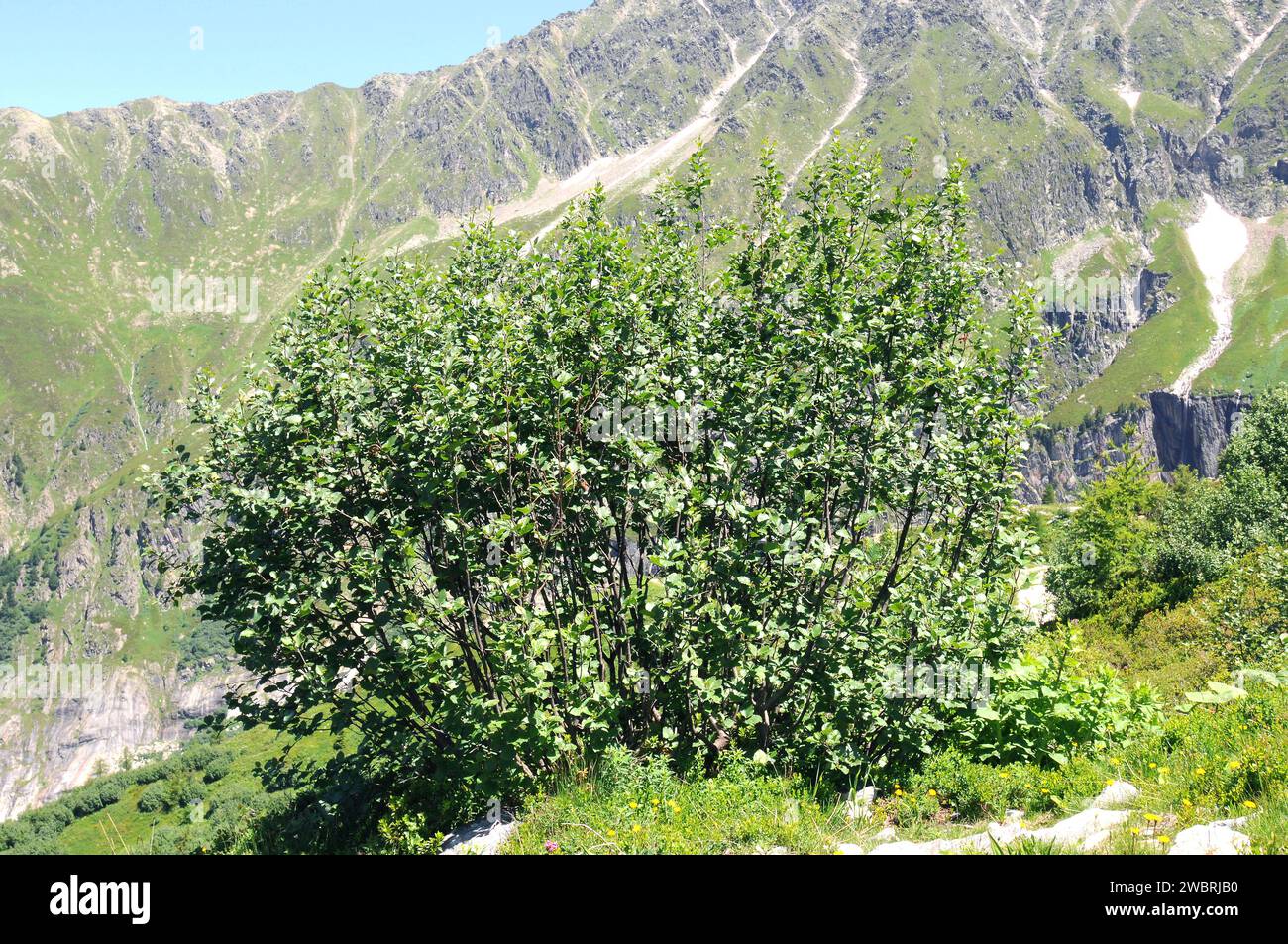 Alpine buckthorn or pudio (Rhamnus alpina or Rhamnus alpinus) is a ...