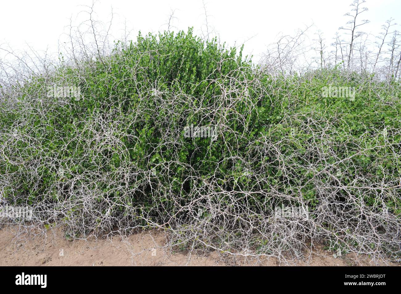 Arto (Ziziphus lotus) is a prickly deciduous shrub native to ...