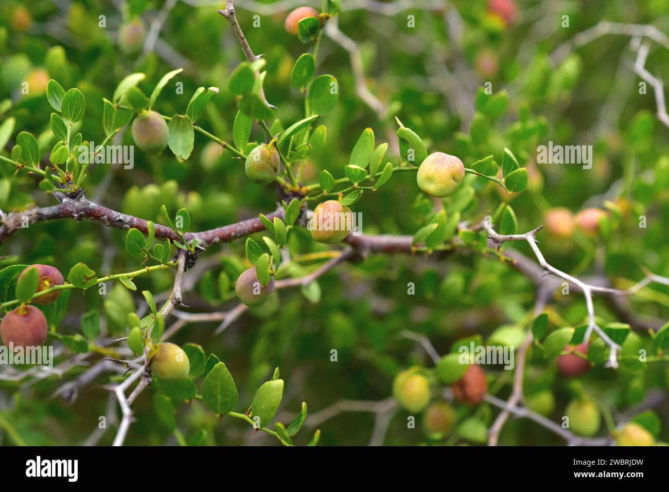 Arto (Ziziphus lotus) is a prickly deciduous shrub native to ...