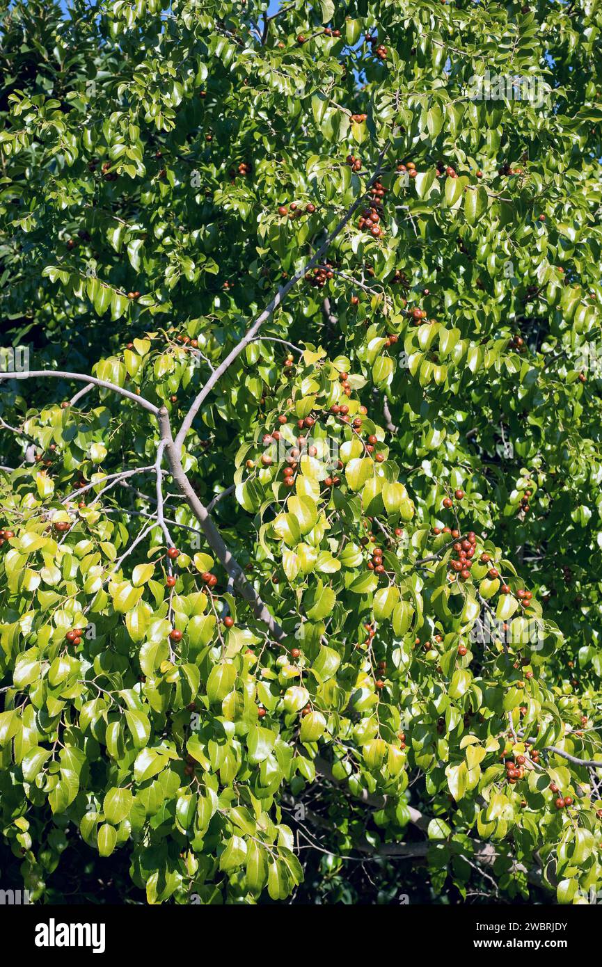 Buffalo thorn (Ziziphus mucronata) is a small tree native to South ...