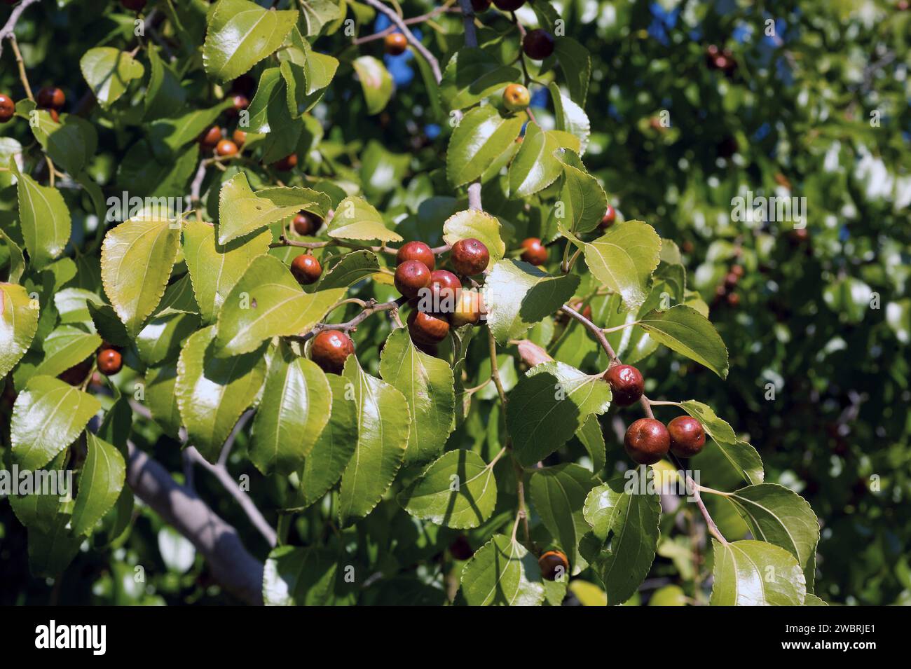 Buffalo thorn (Ziziphus mucronata) is a small tree native to South ...