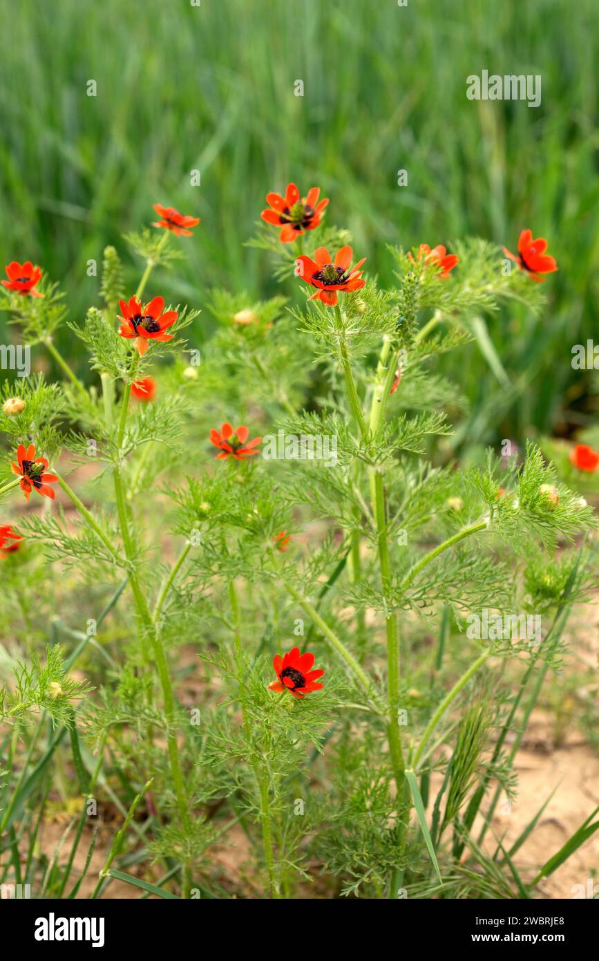 Summer pheasant's-eye (Adonis aestivalis) is an annual herb native to ...