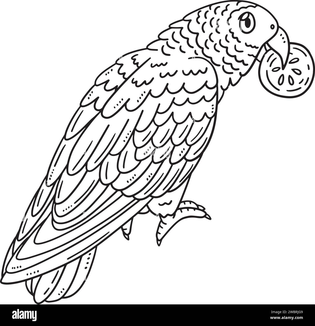 Parrot drawing Black and White Stock Photos & Images - Alamy