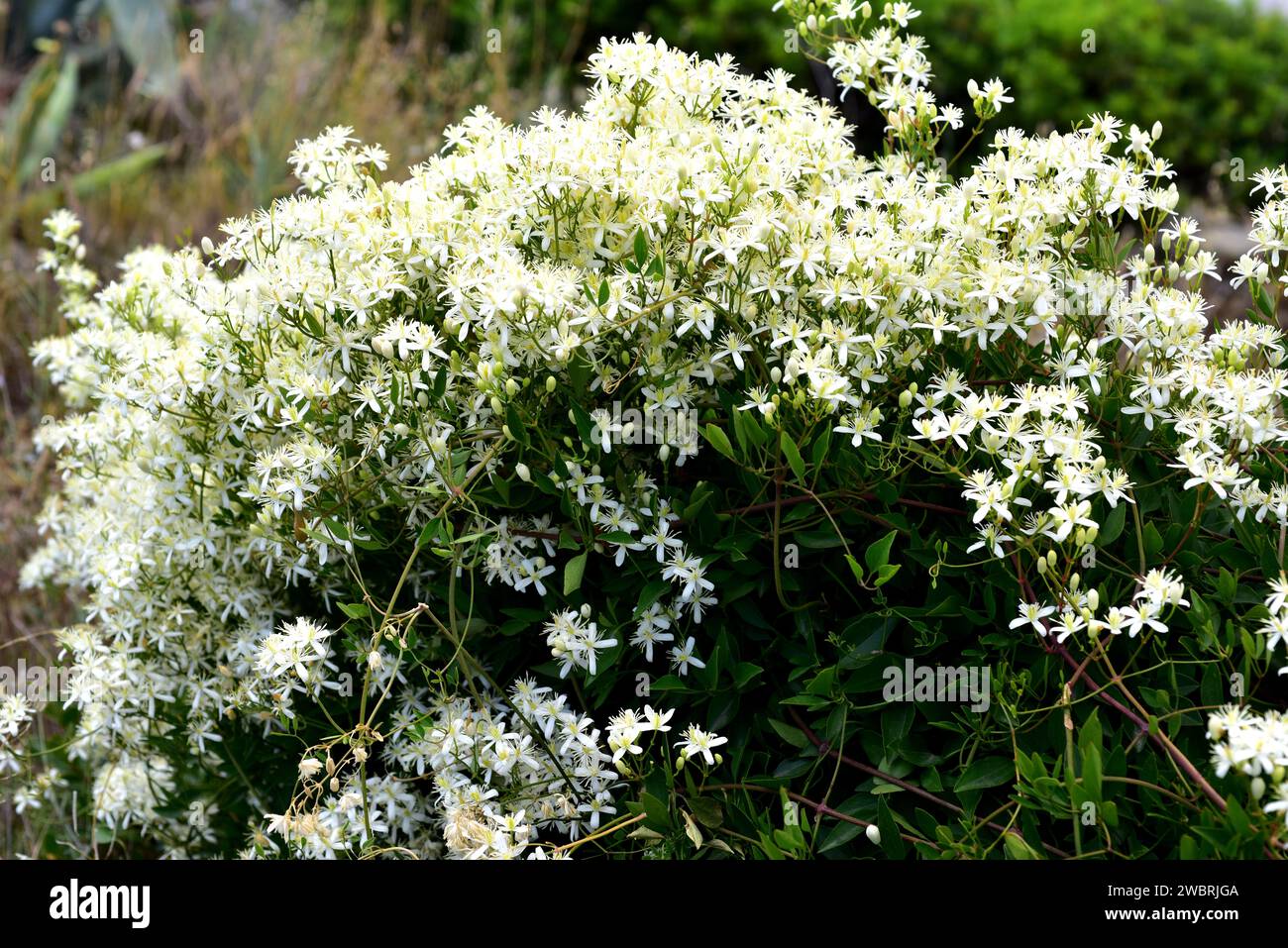 Old man beard (Clematis vitalba) is a climbing shrub native to south ...