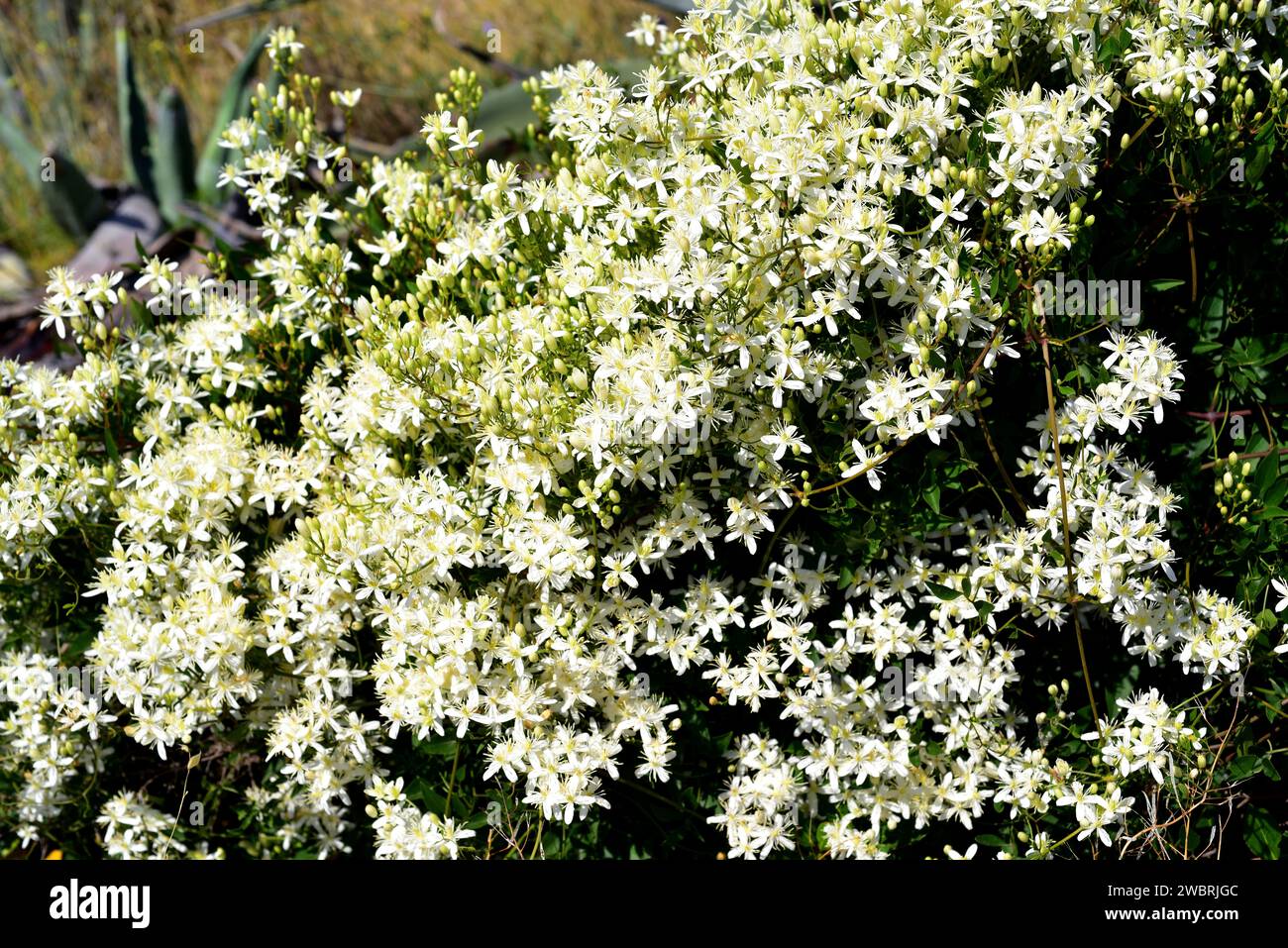Old man beard (Clematis vitalba) is a climbing shrub native to south ...