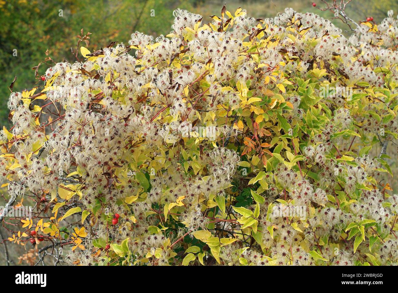Old man beard (Clematis vitalba) is a climbing shrub native to south ...