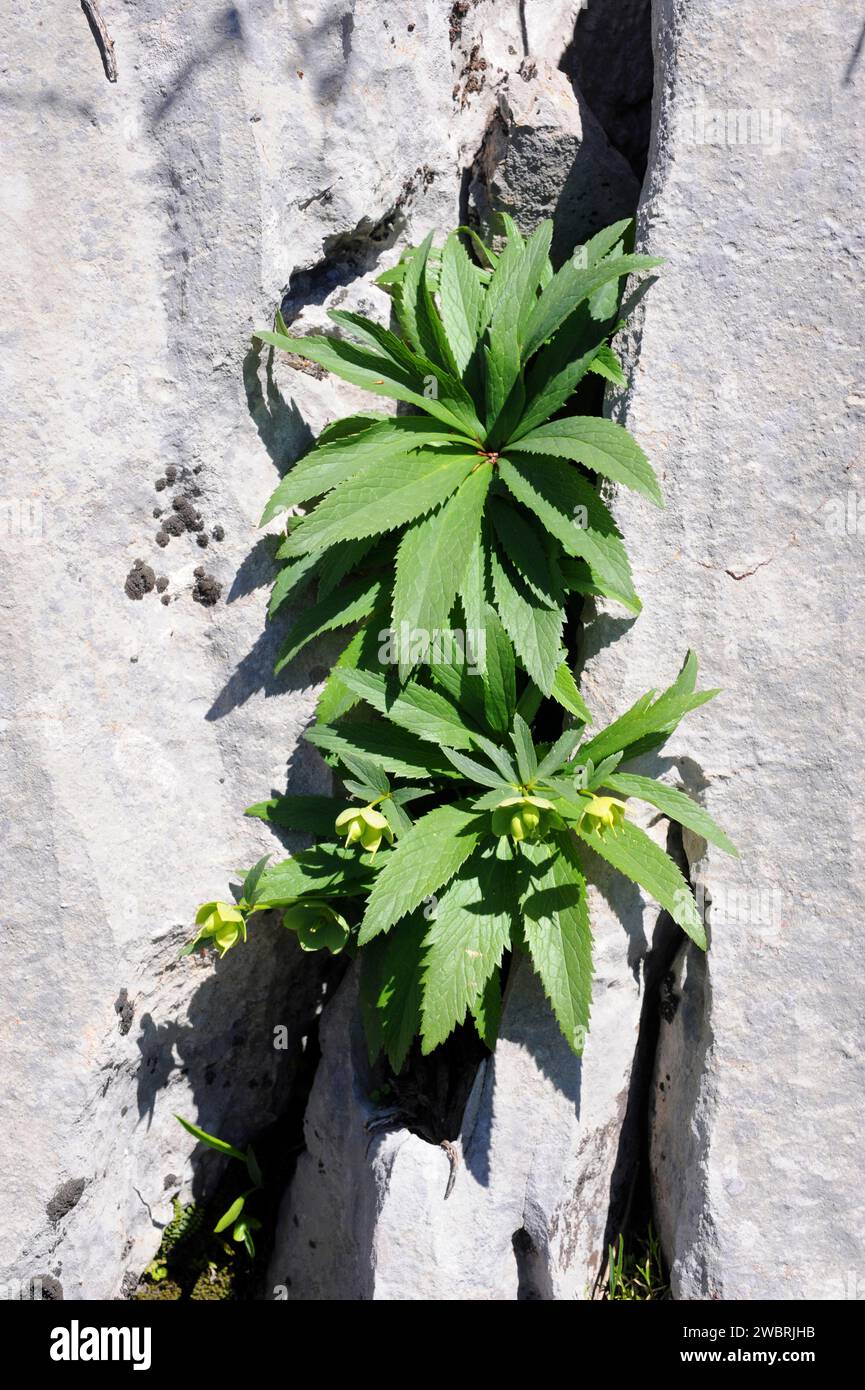 Green hellebore (Helleborus viridis) is a posonous perennial herb ...