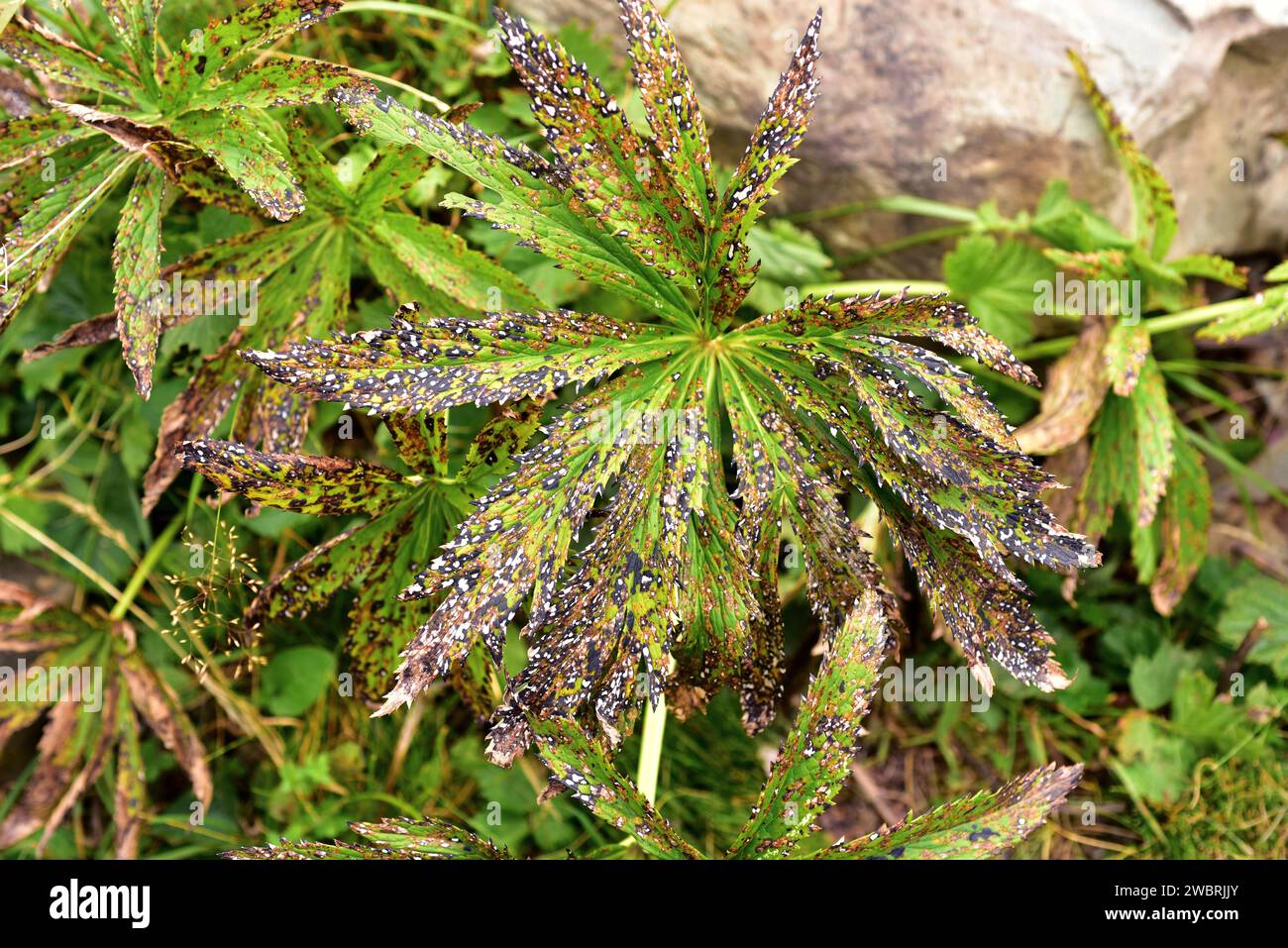 Green hellebore (Helleborus viridis) is a posonous perennial herb ...