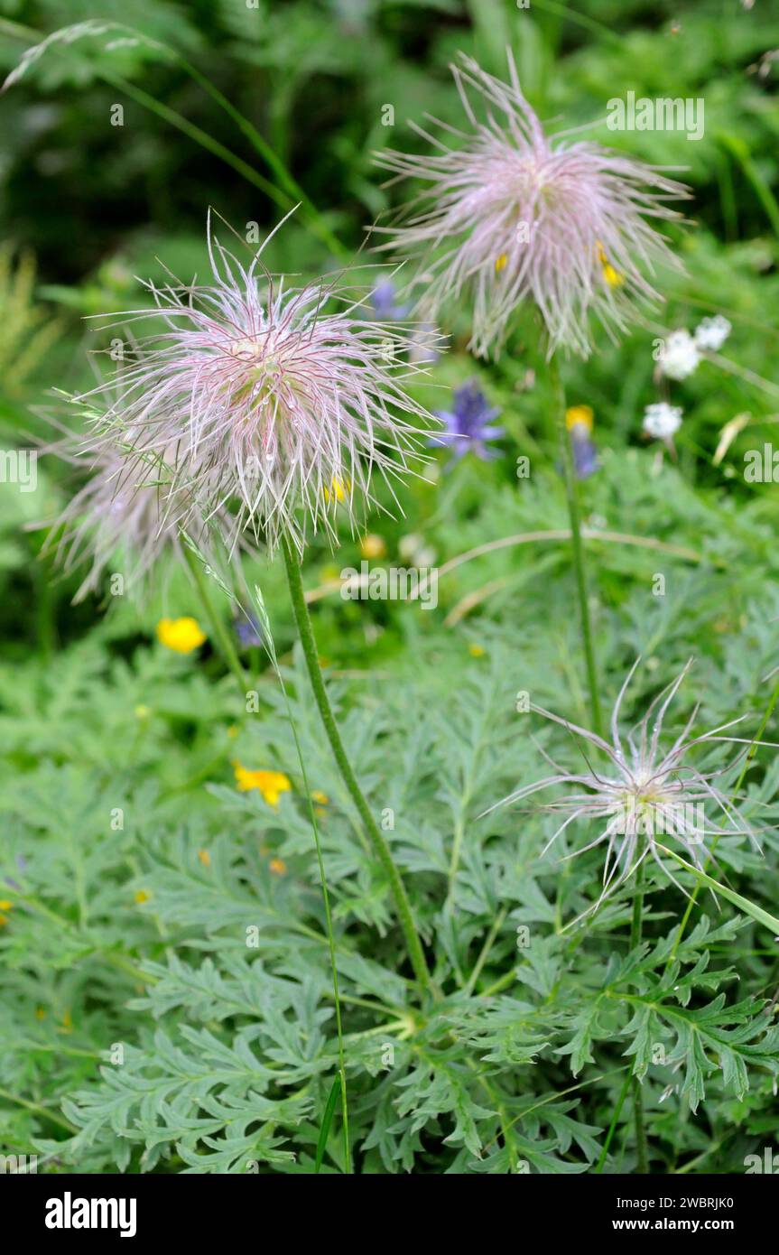 Alpine anemone (Pulsatilla alpina or Anemone alpina) is a perennial ...
