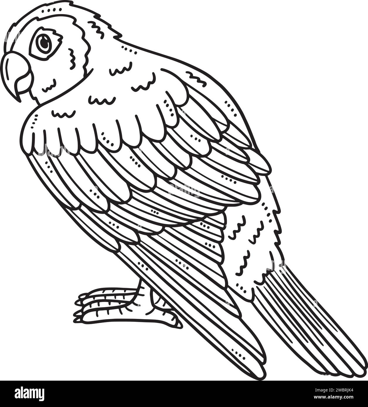 Conure Bird Isolated Coloring Page for Kids Stock Vector Image & Art ...