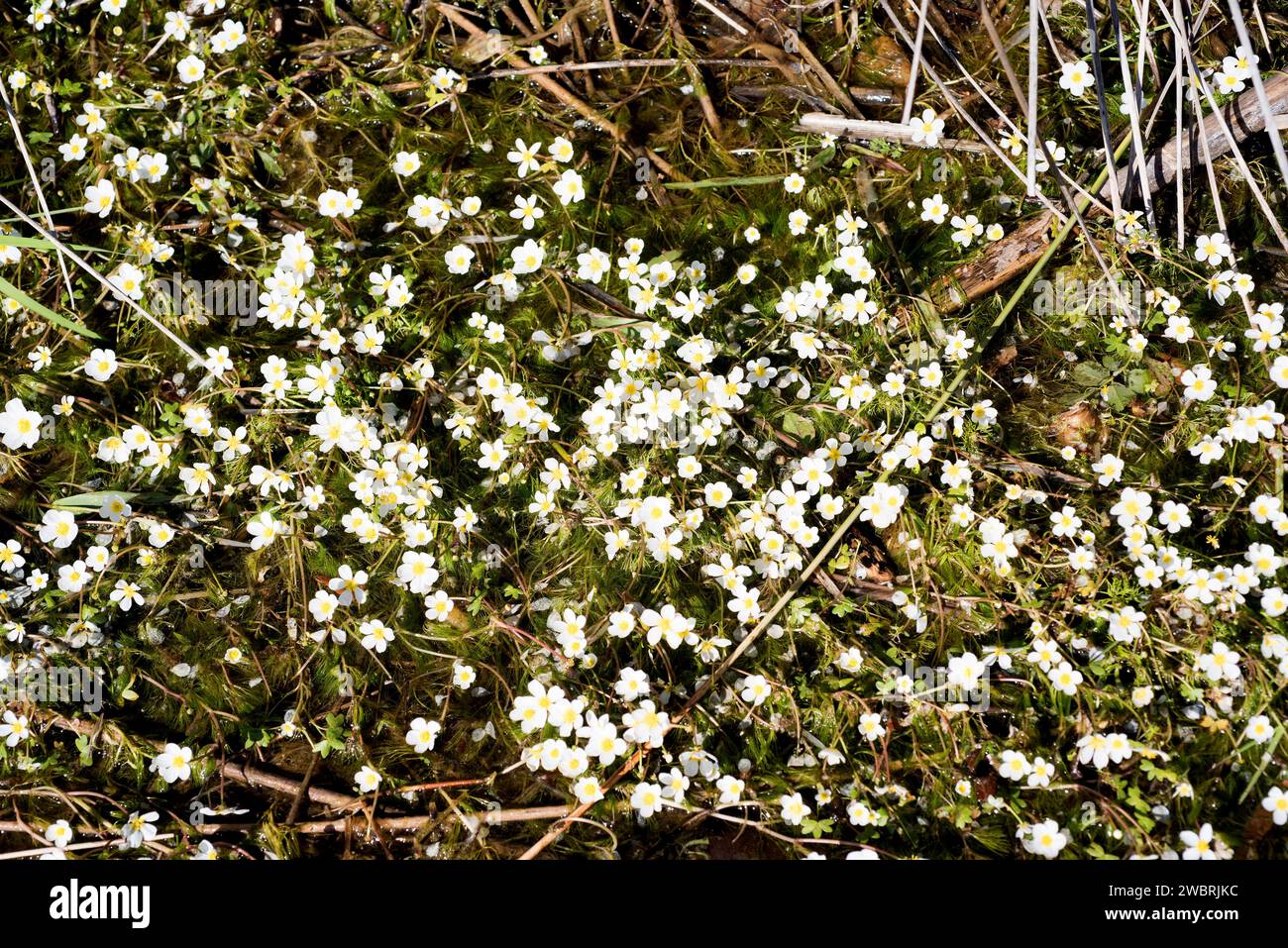 Common water-crowfoot (Ranunculus aquatilis) is an aquatic plant native ...