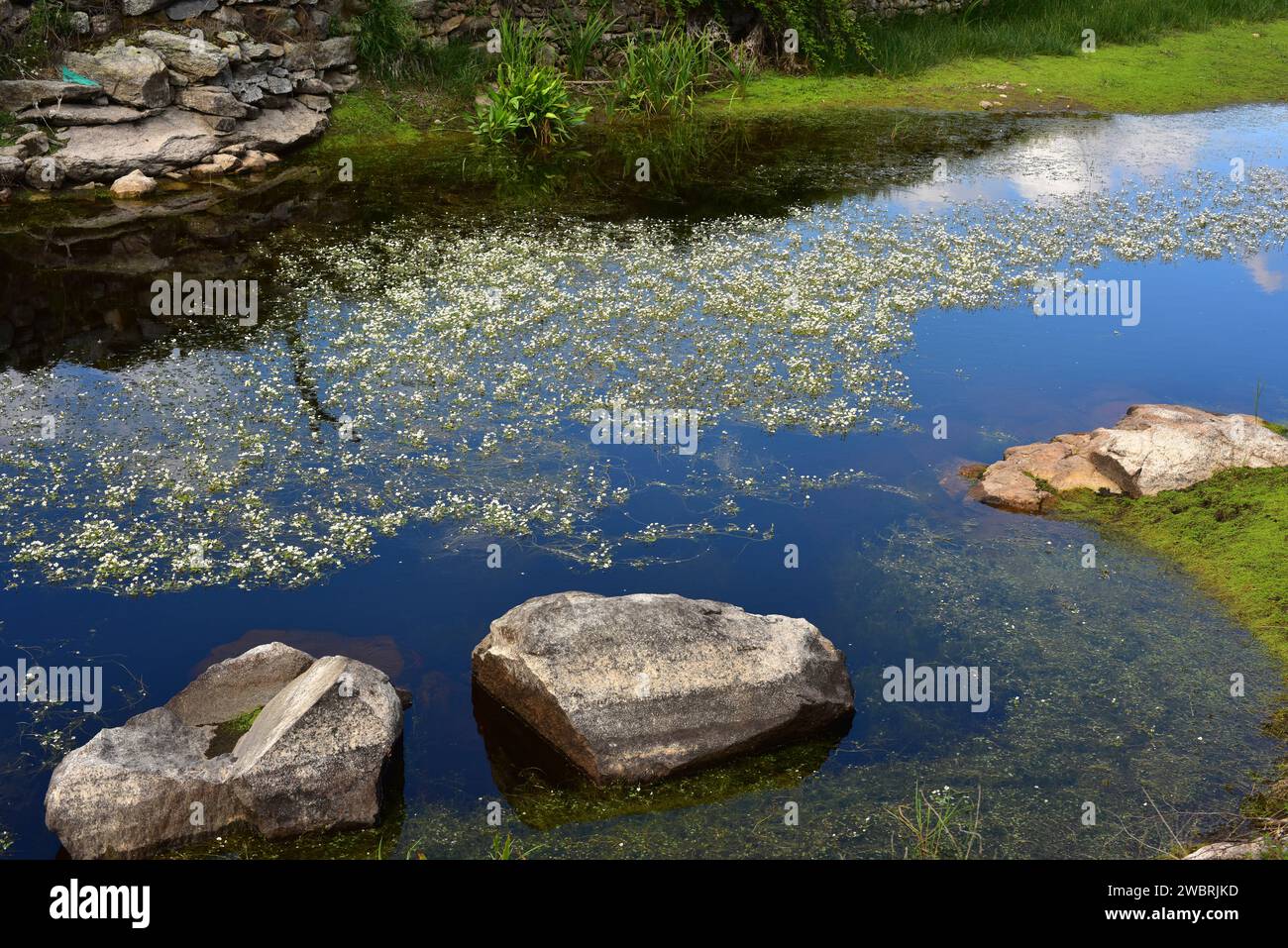 Common water-crowfoot (Ranunculus aquatilis) is an aquatic plant native ...