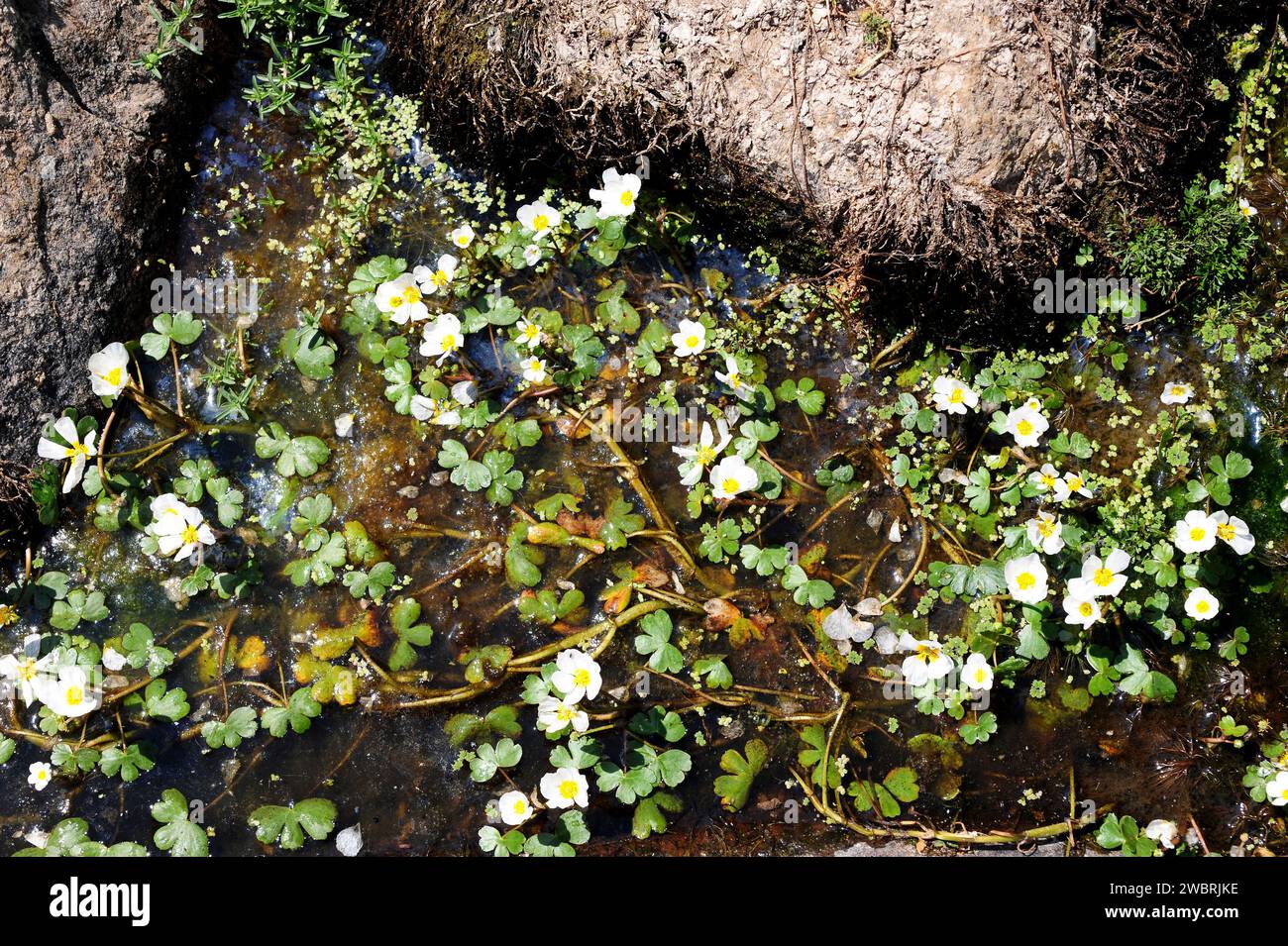 Common water-crowfoot (Ranunculus aquatilis) is an aquatic plant native ...