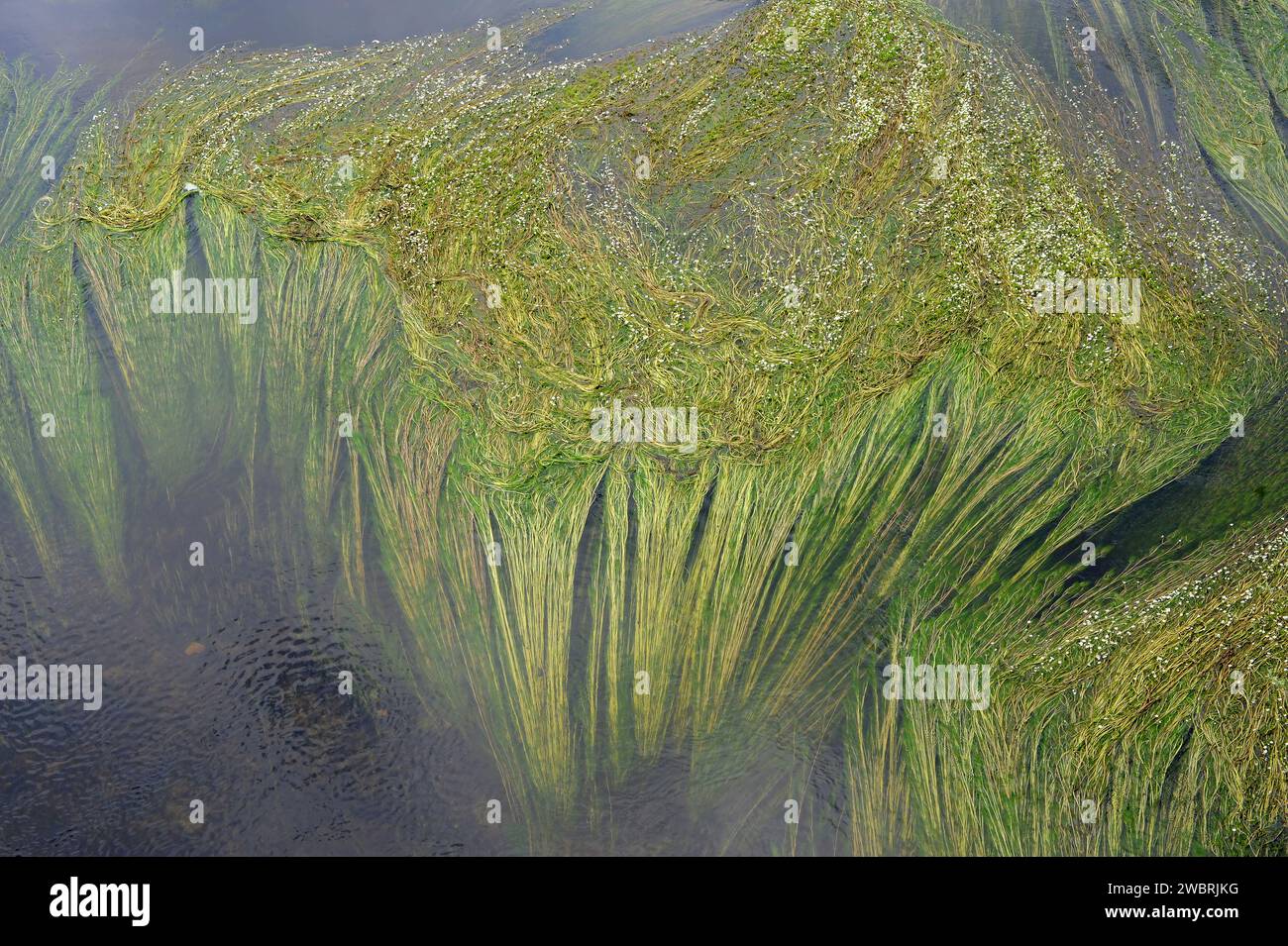 River water crow-foot (Ranunculus fluitans) is an aquatic herb native ...