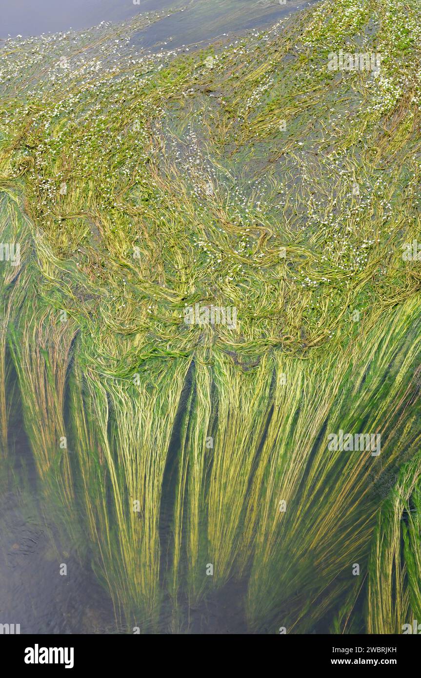 River water crow-foot (Ranunculus fluitans) is an aquatic herb native ...