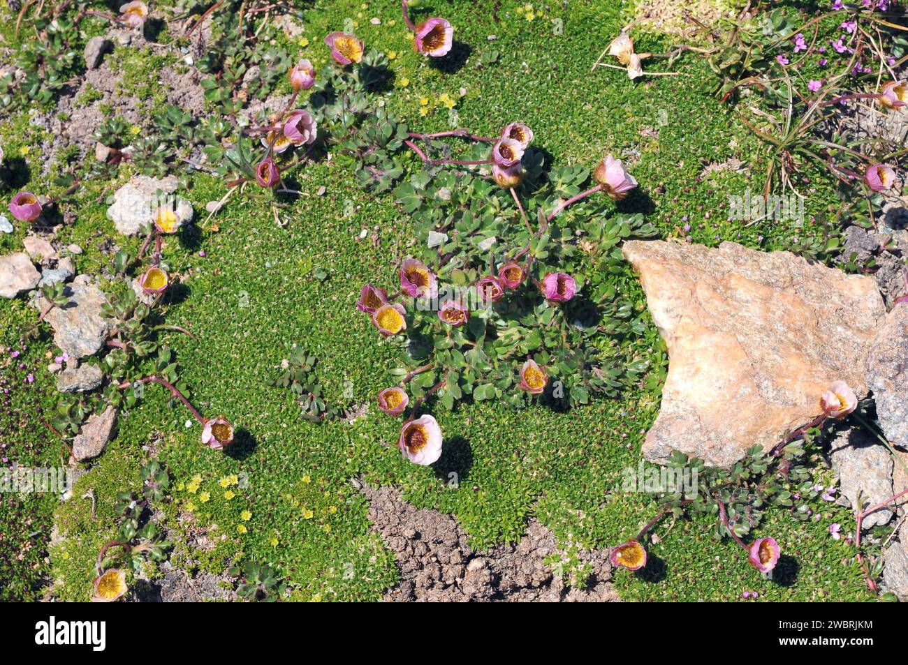 Glacier buttercup or glacier crow-foot (Ranunculus glacialis) is a ...
