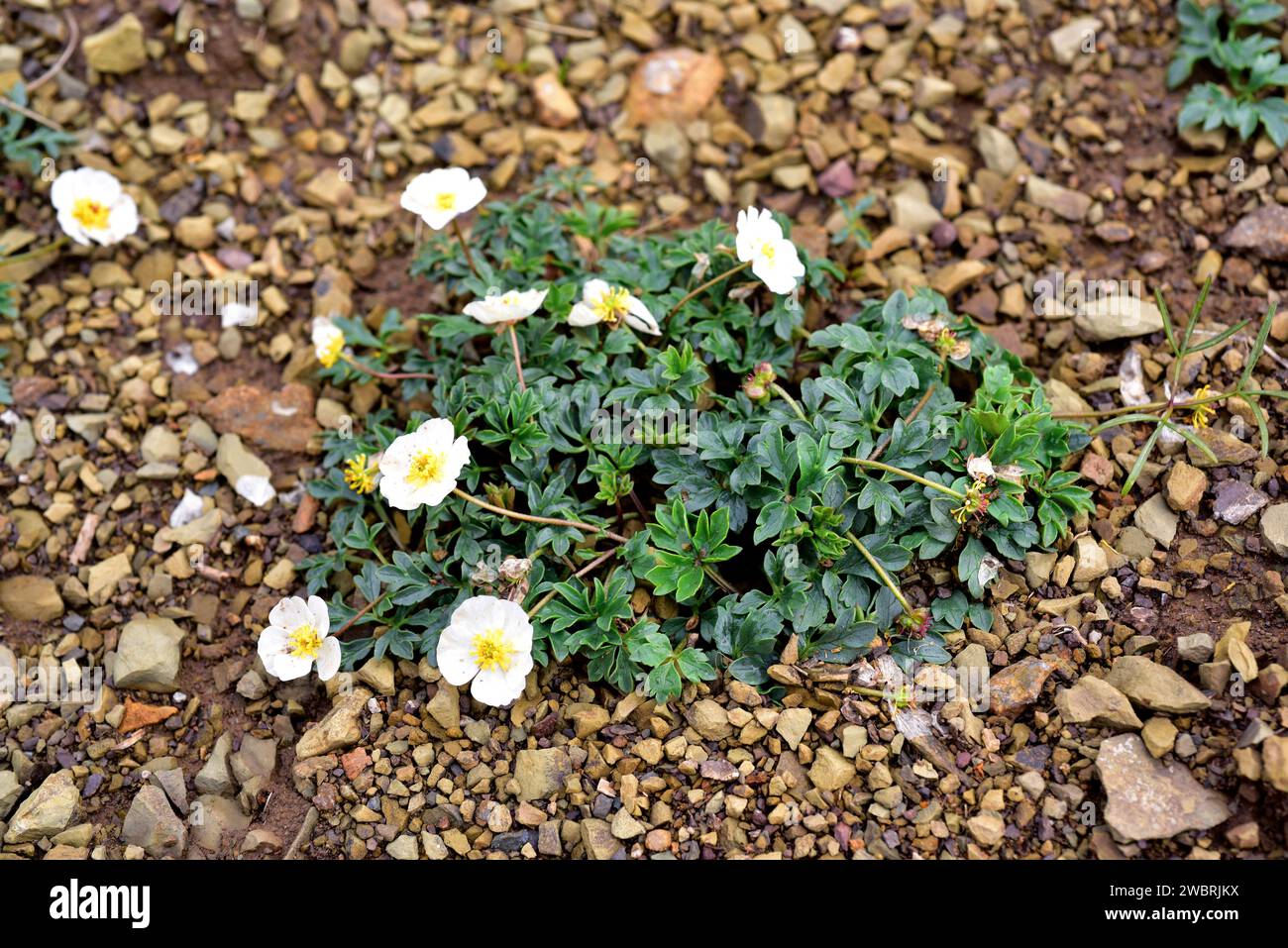 Ranunculo cantabrico (Ranunculus seguieri cantabricus) is a subspecies ...