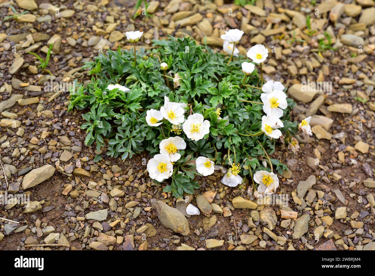 Ranunculo cantabrico (Ranunculus seguieri cantabricus) is a subspecies ...