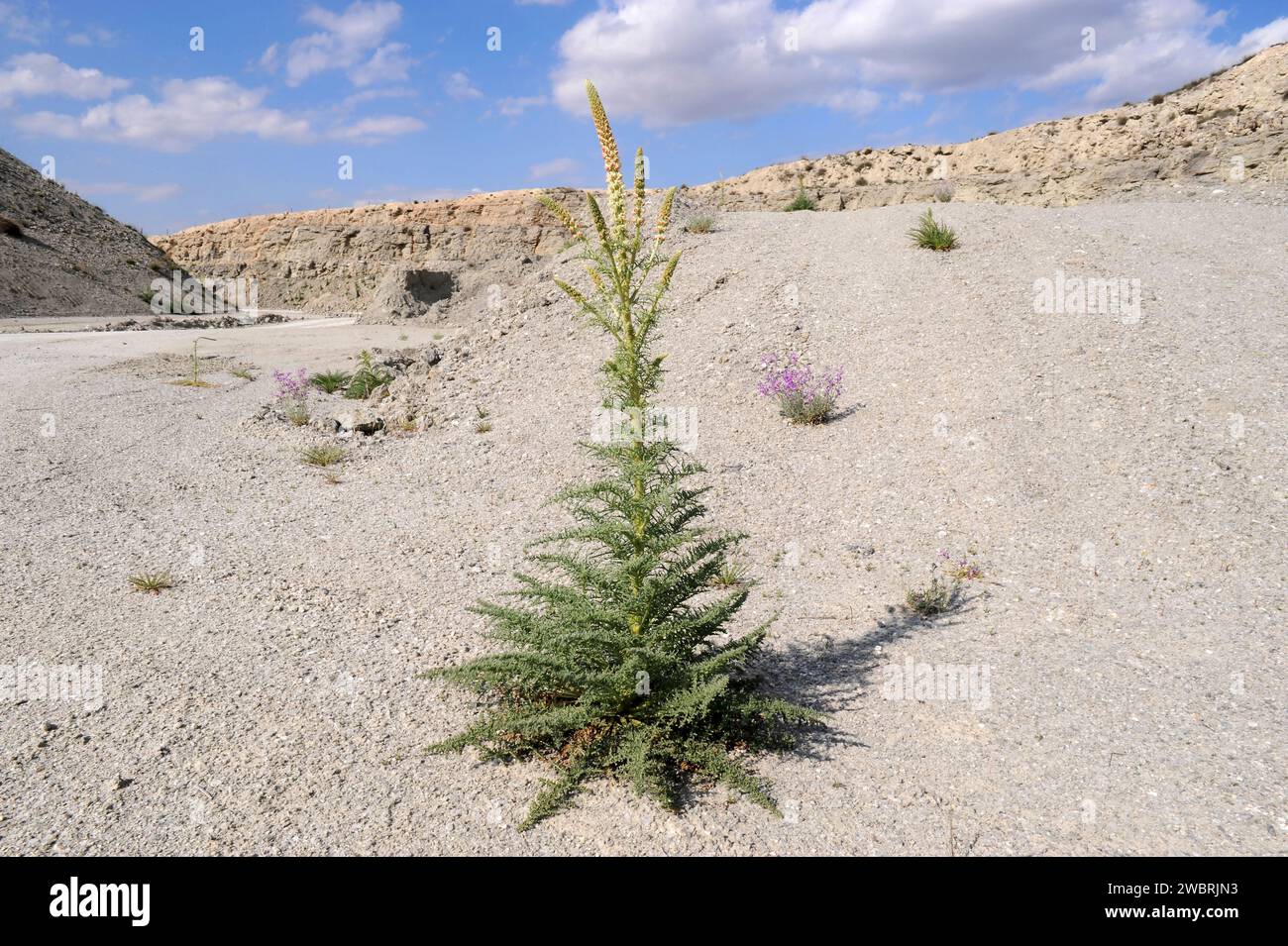 Enturio (Reseda suffruticosa) is an annual or perennial herb native to ...