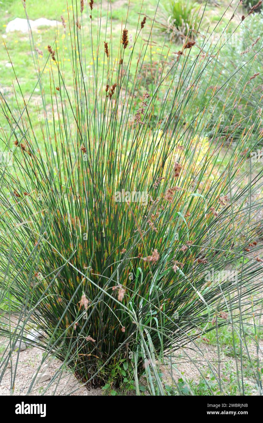 Dune thatching reed (Thamnochortus fraternus) is a perennial plant ...