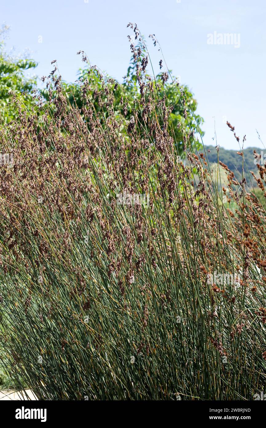 Albertinia thatching reed (Thamnochortus insignis) is a perennial plant ...