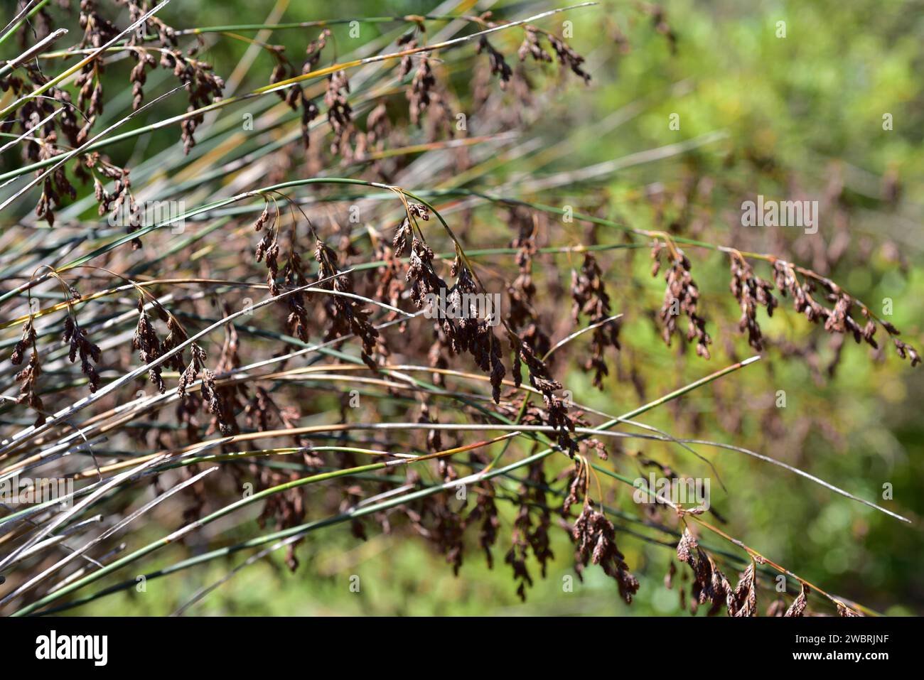 Albertinia thatching reed (Thamnochortus insignis) is a perennial plant ...