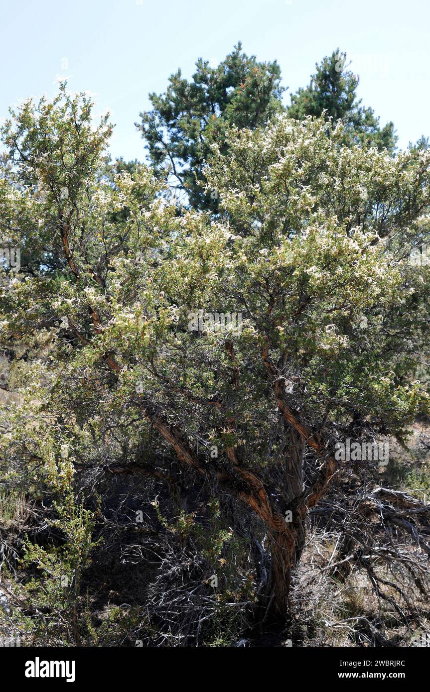 Stansbury's cliffrose (Cowania stansburyiana or Purshia standsburyana ...