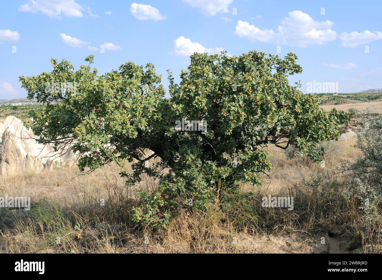 Azarole or Mediterranean medlar (Crataegus azarolus) is a deciduous ...