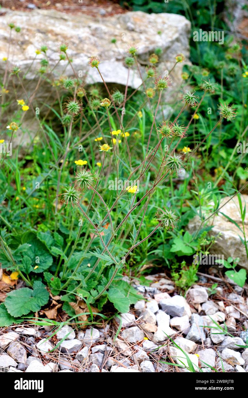Avens (Geum sylvaticum) is a perennial herb native to Iberian Peninsula ...