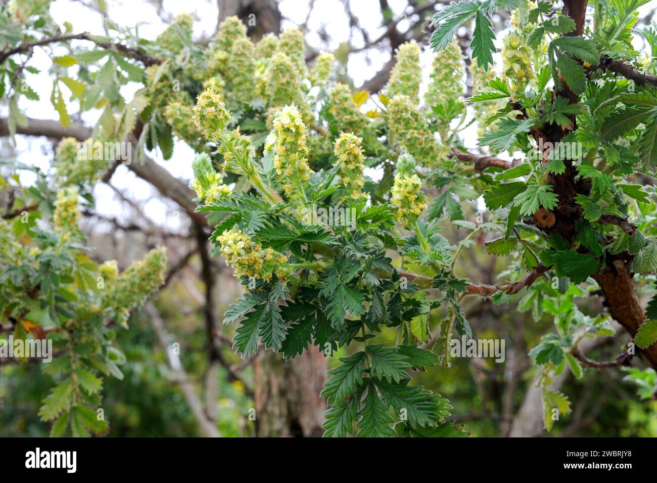 Old wood (Leucosidea sericea) is a medicinal shrub or small tree native ...